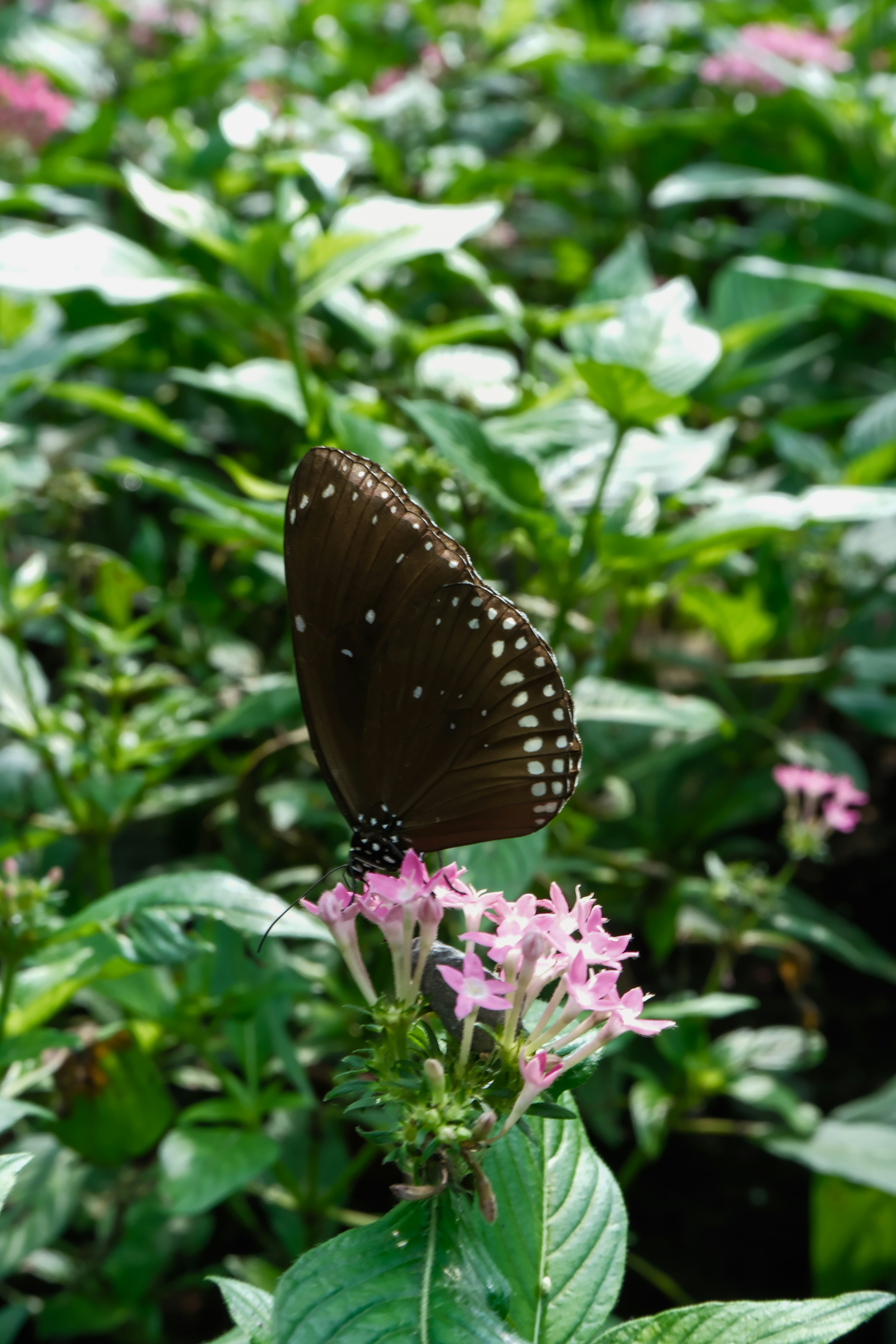 A dark butterfly with white spots rests on pink flowers.
