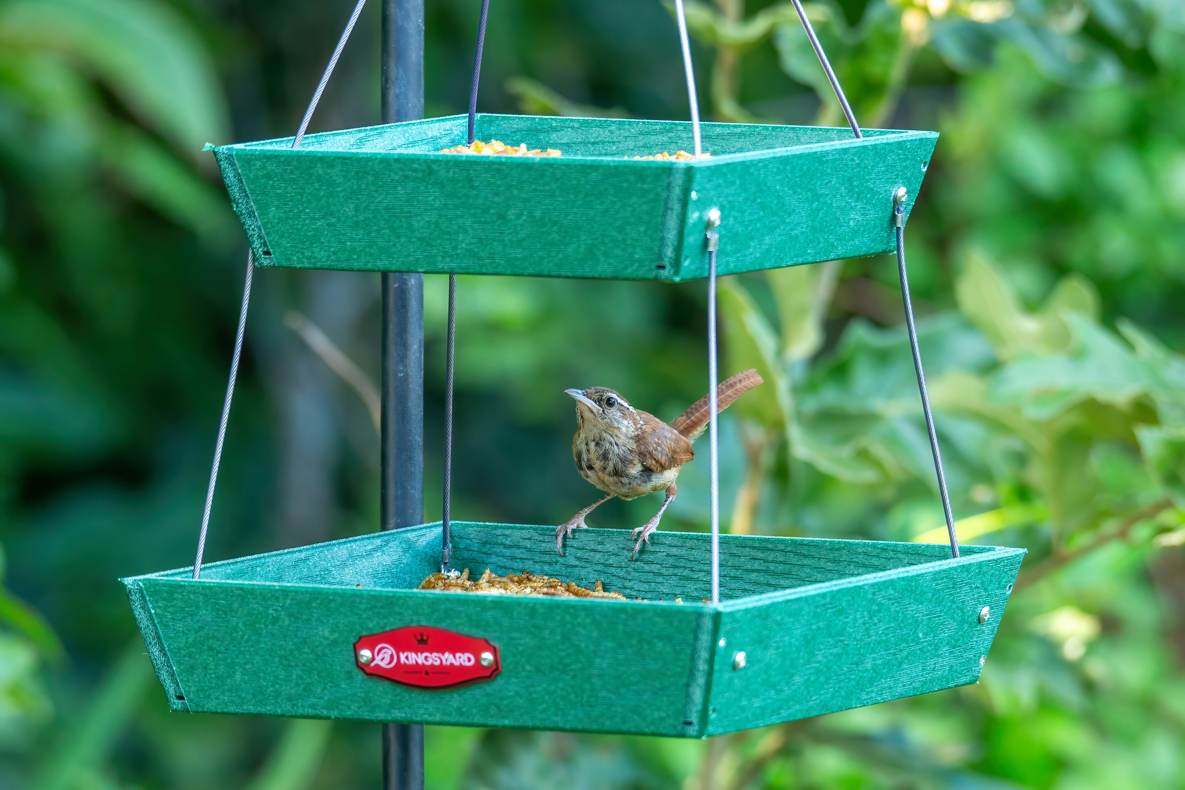 A Feathered Visitor's Delight