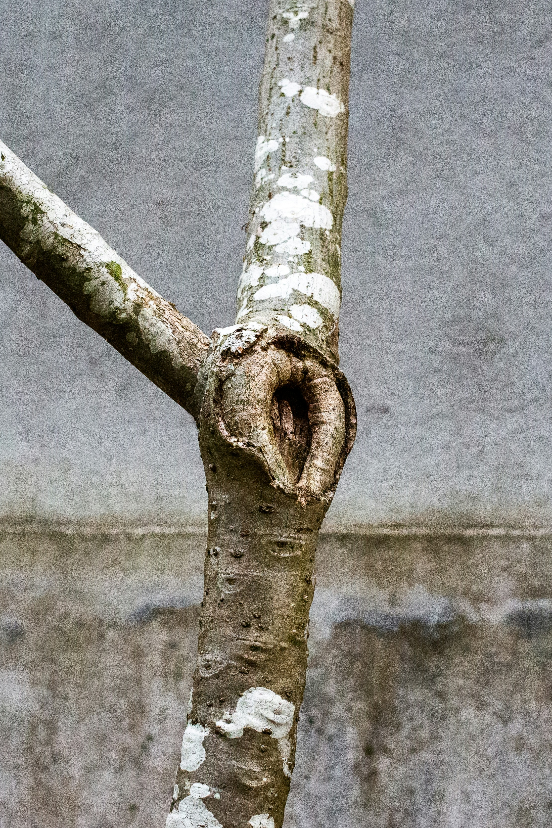 A close-up of a tree branch with a knot photo – Free Texture Image on ...