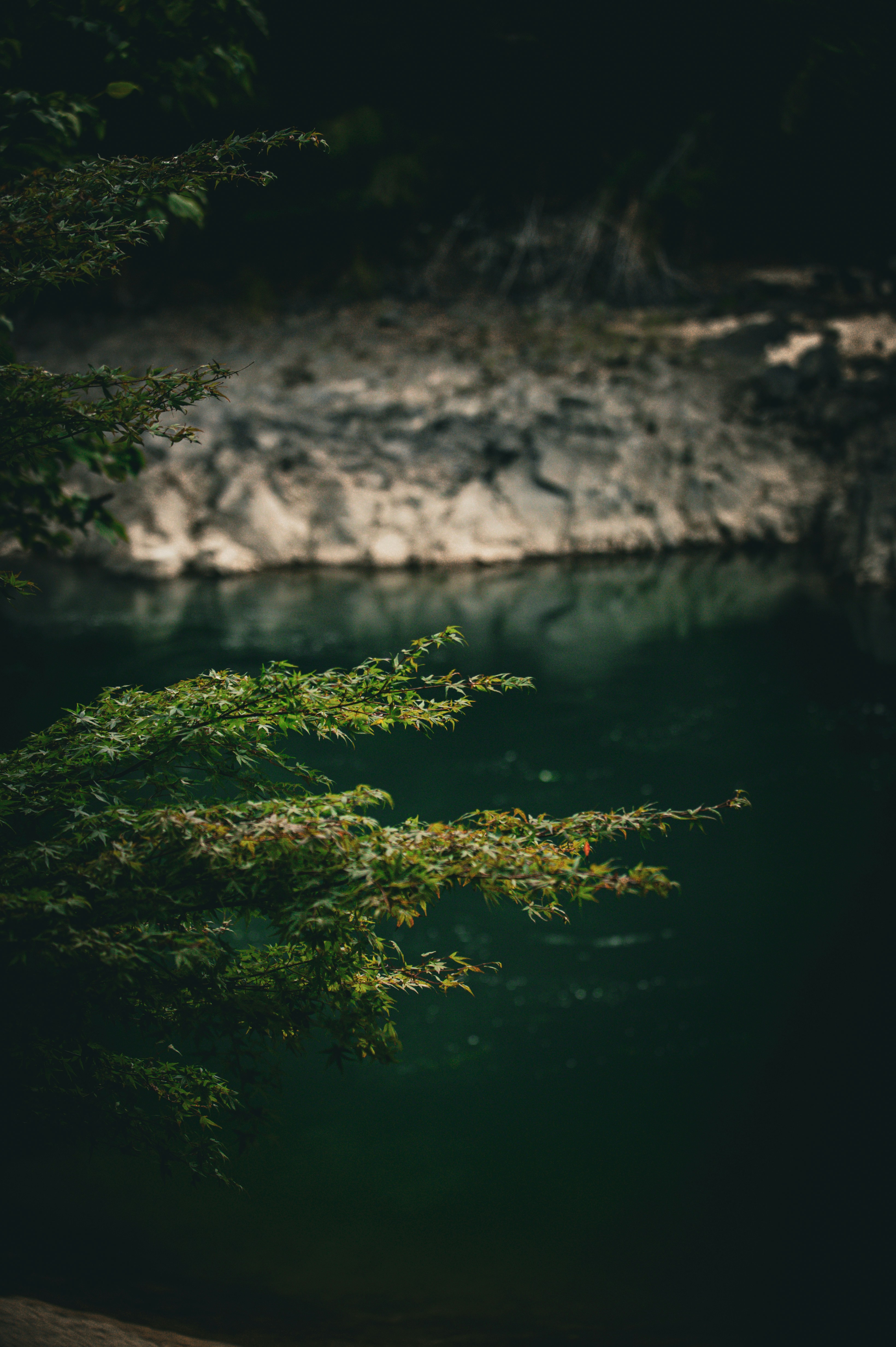 Whispers of the Water's Edge