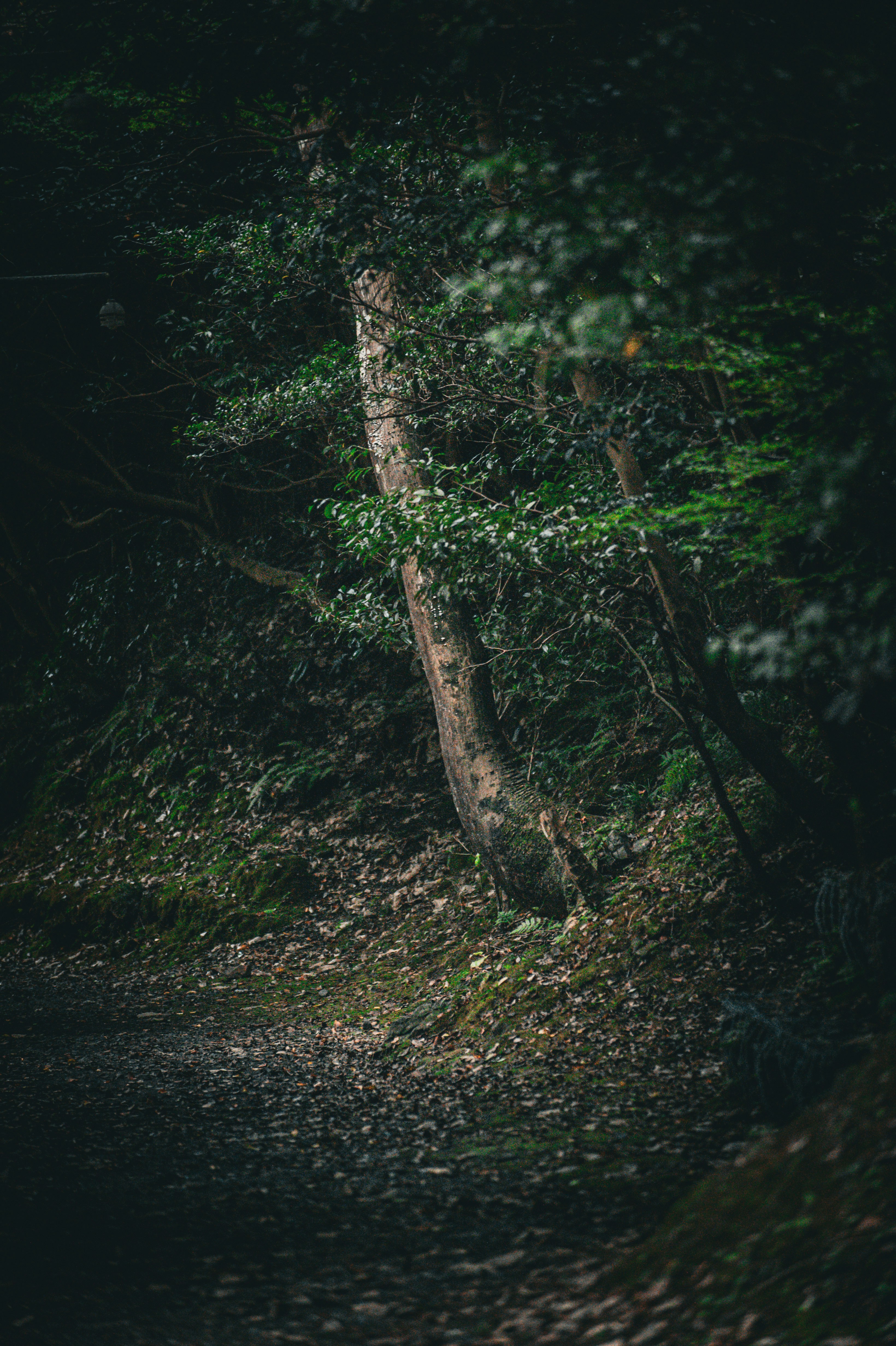 Whispers of the Forest Path