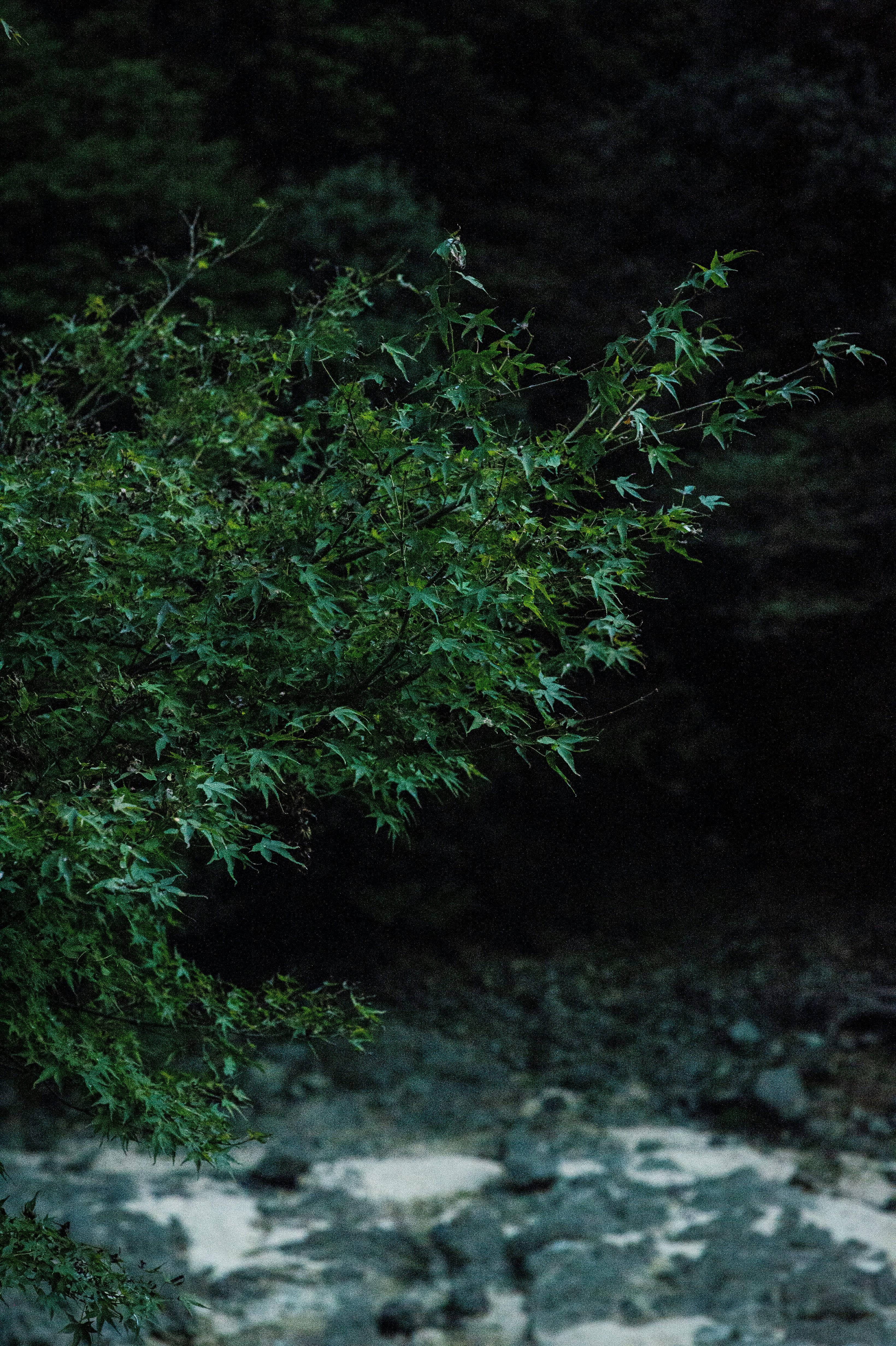 Whispers of Nature: A Leafy Embrace
