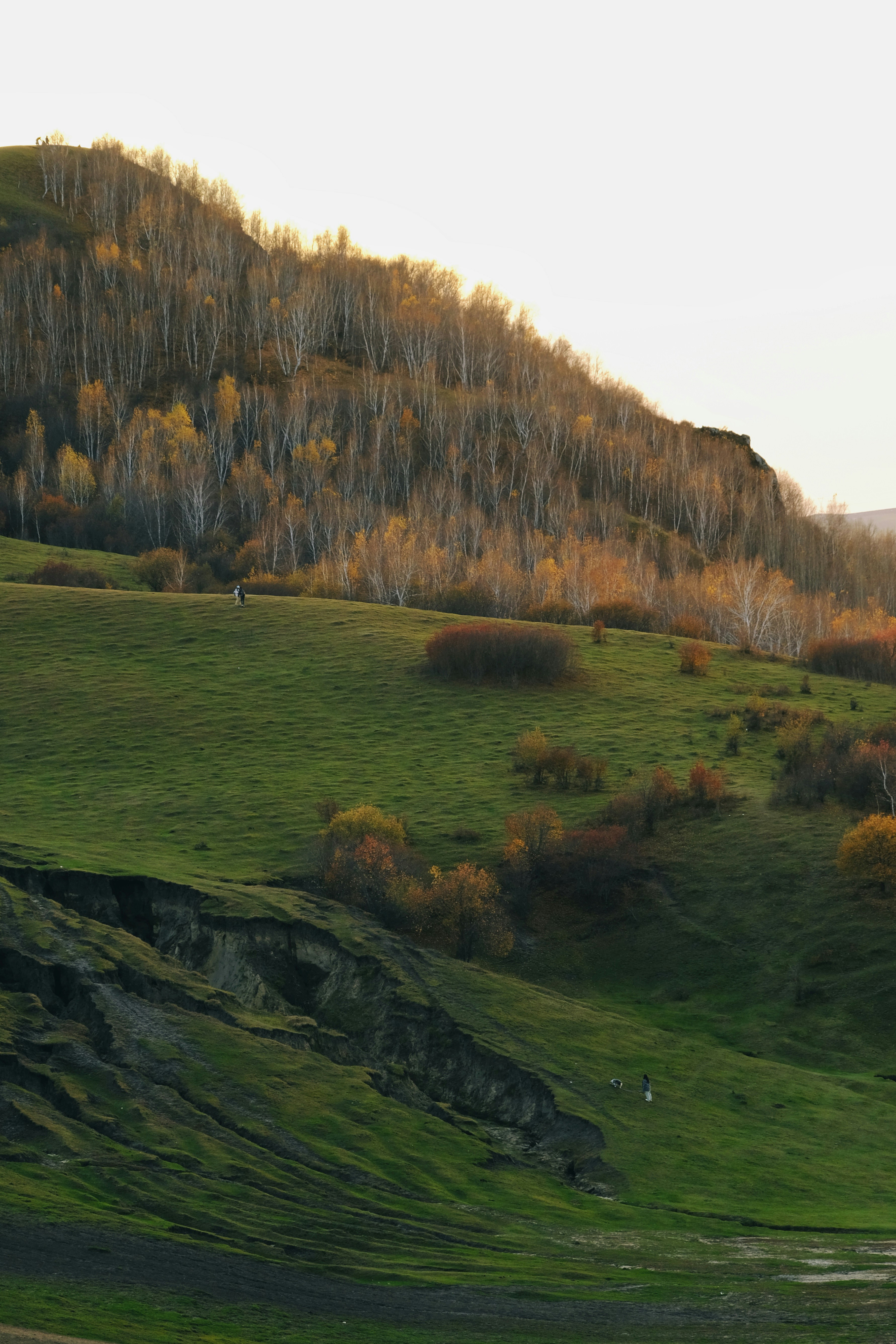 Whispers of Autumn on Rolling Hills