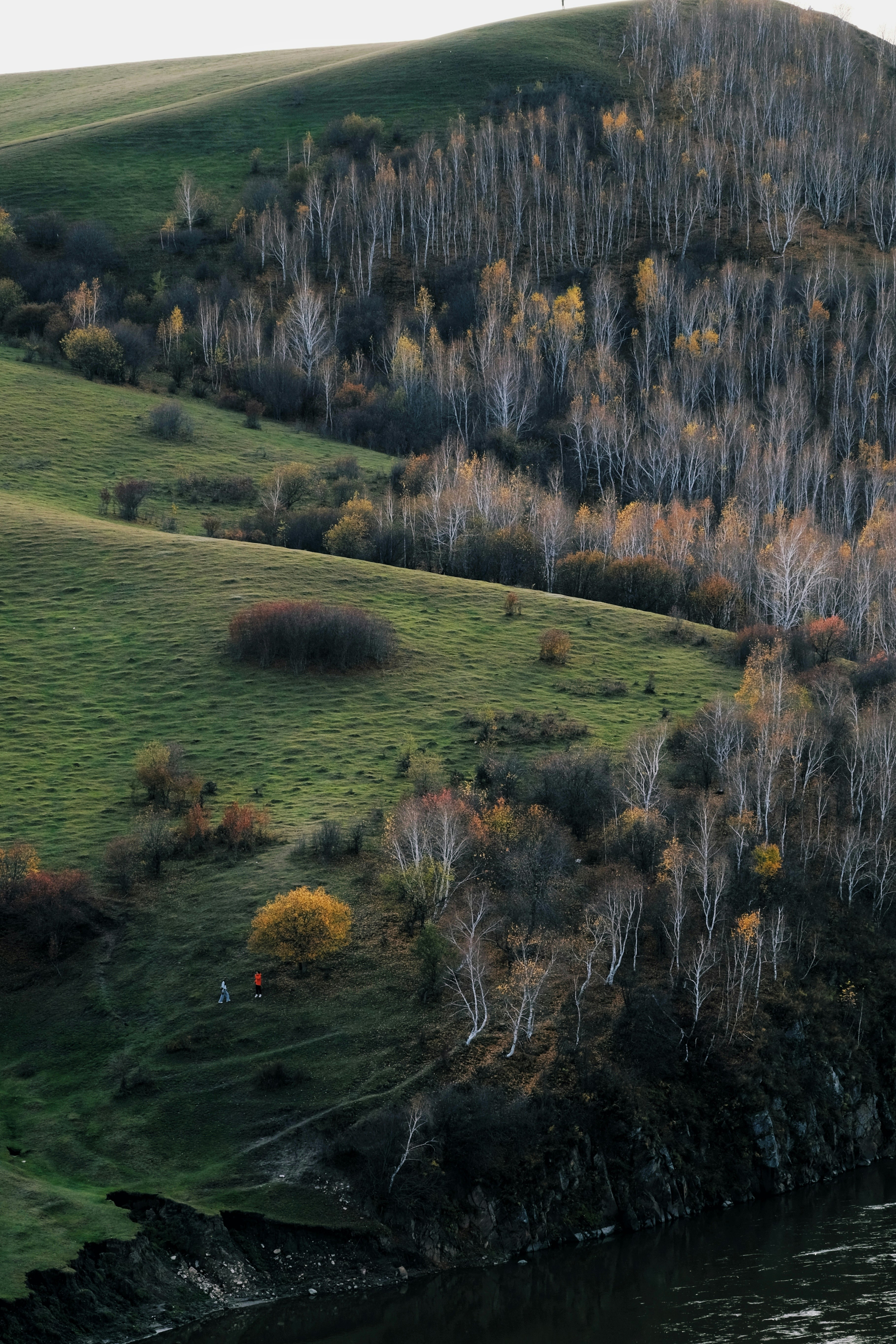 Whispers of Autumn on Rolling Hills