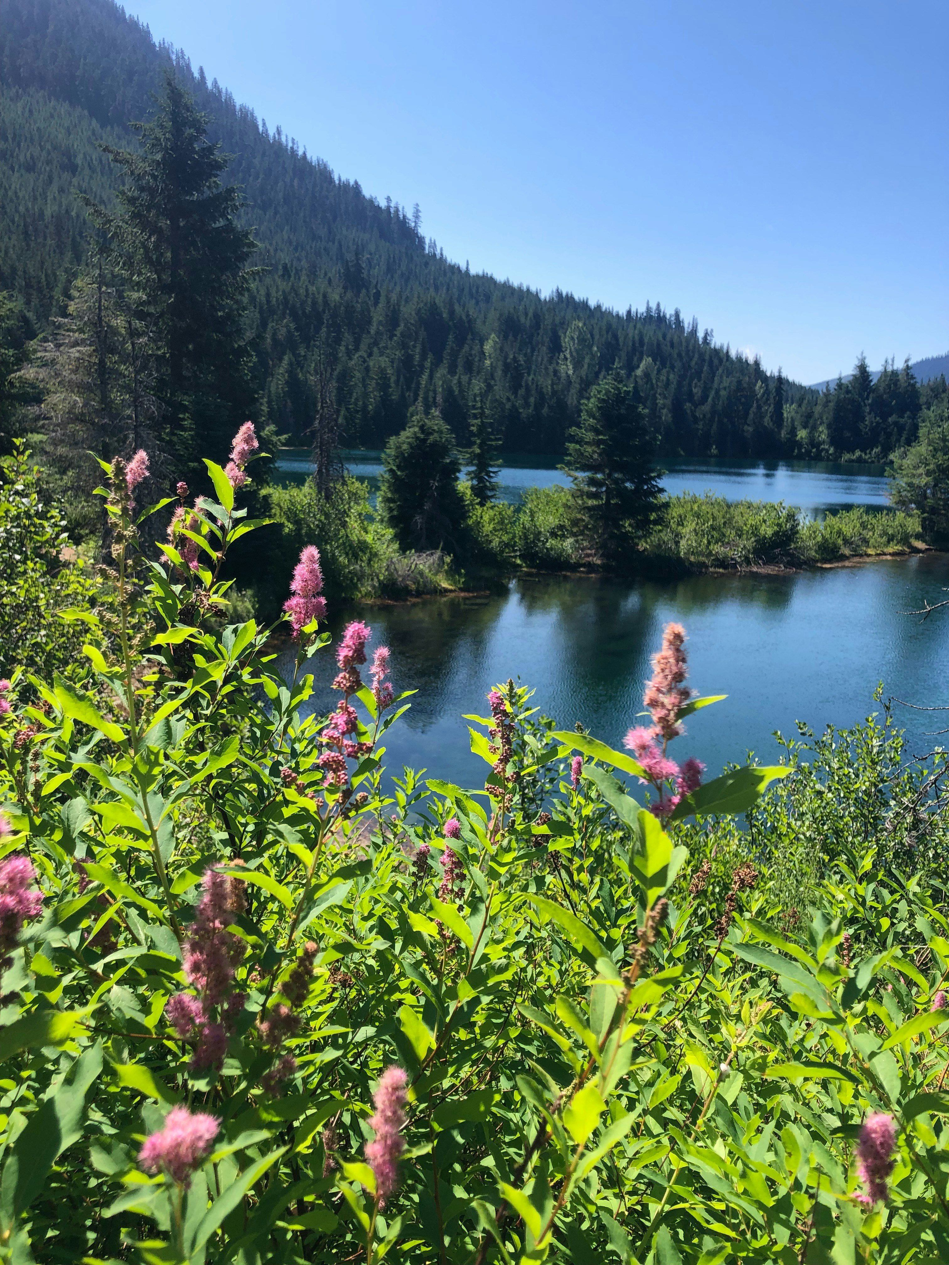 Lake | Pink wildflowers bloom by a serene blue lake.
