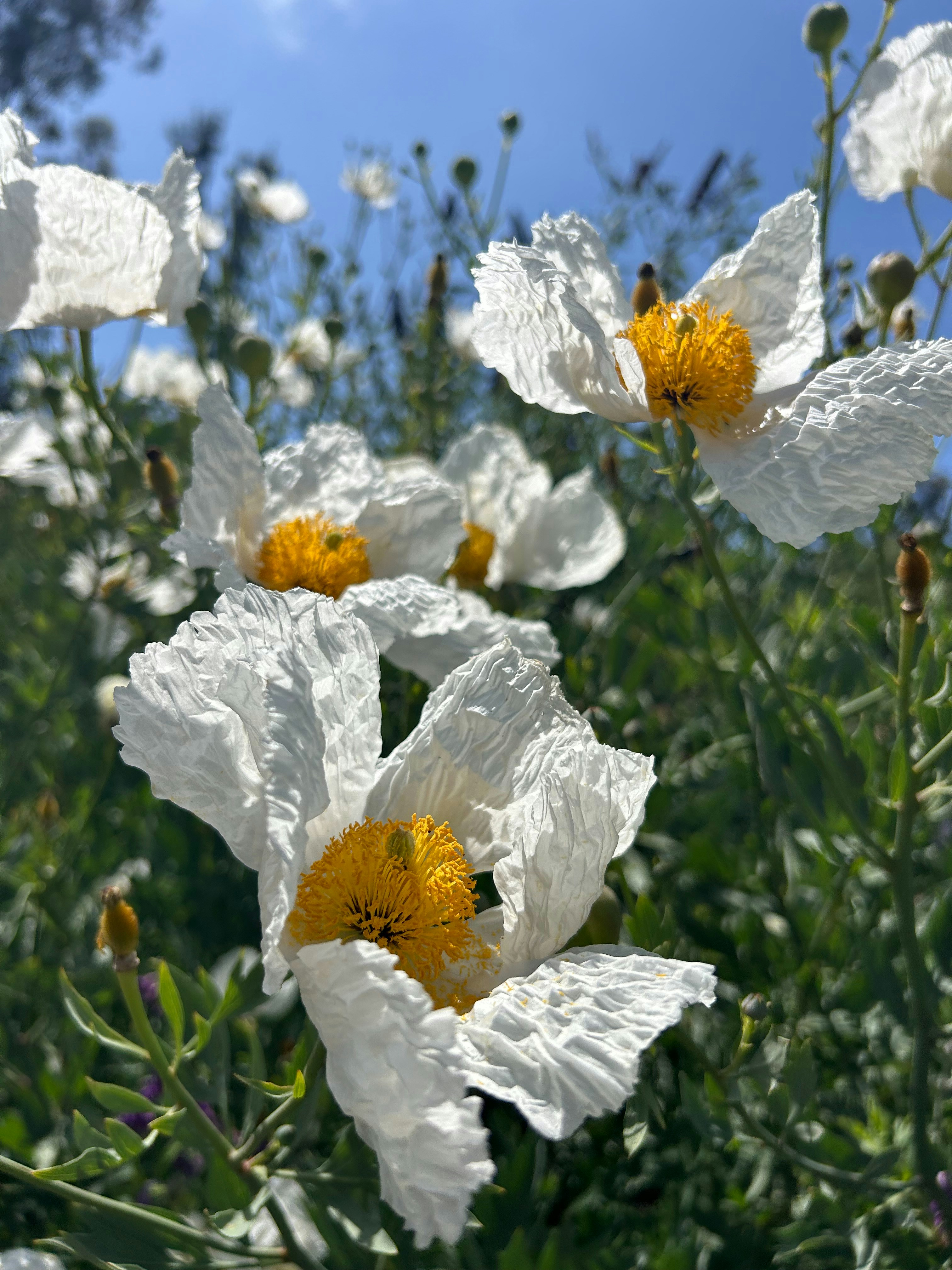 Whispers of Nature: The Delicate Beauty of White Poppies