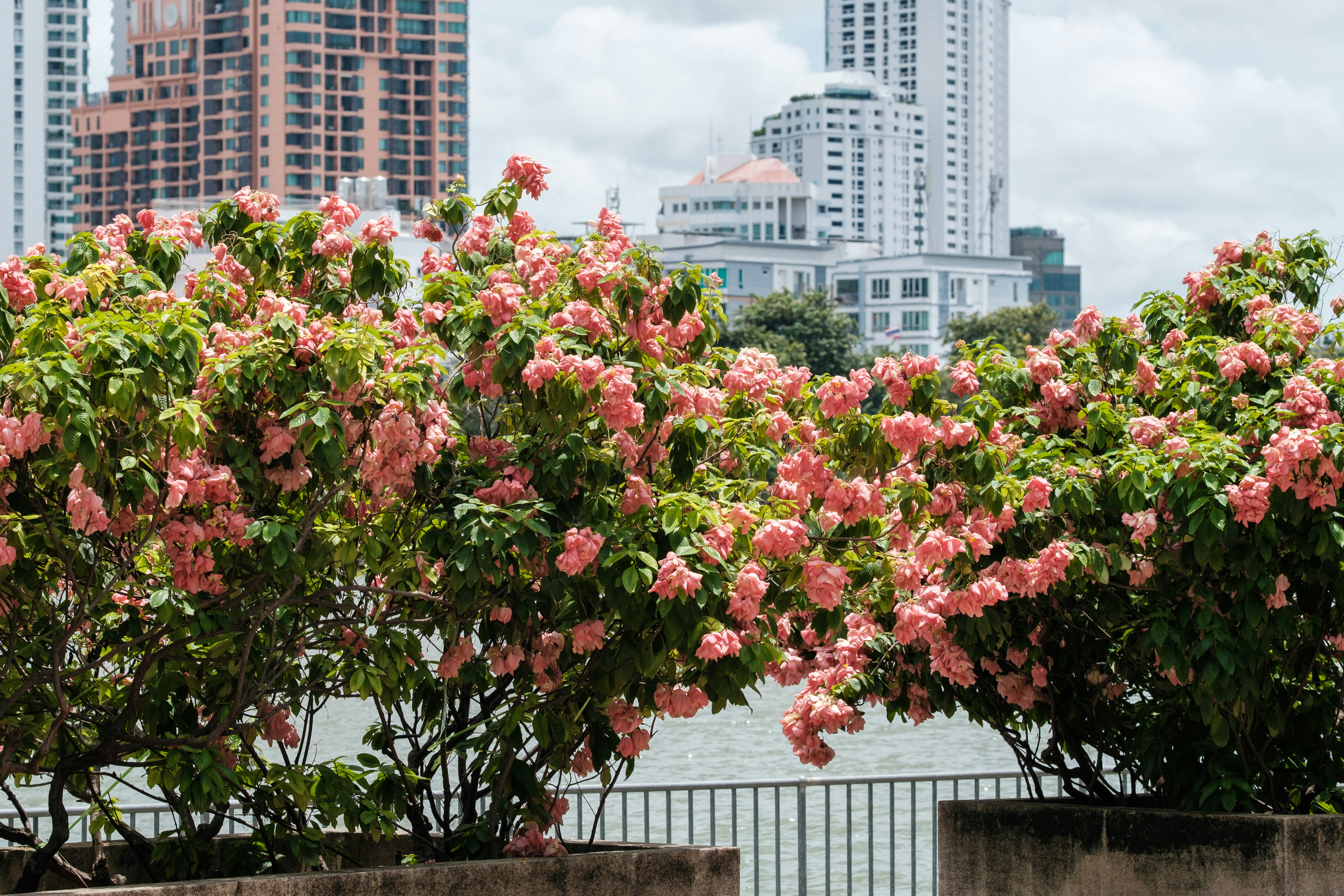 Urban Oasis: Blossoms Amidst the Skyline