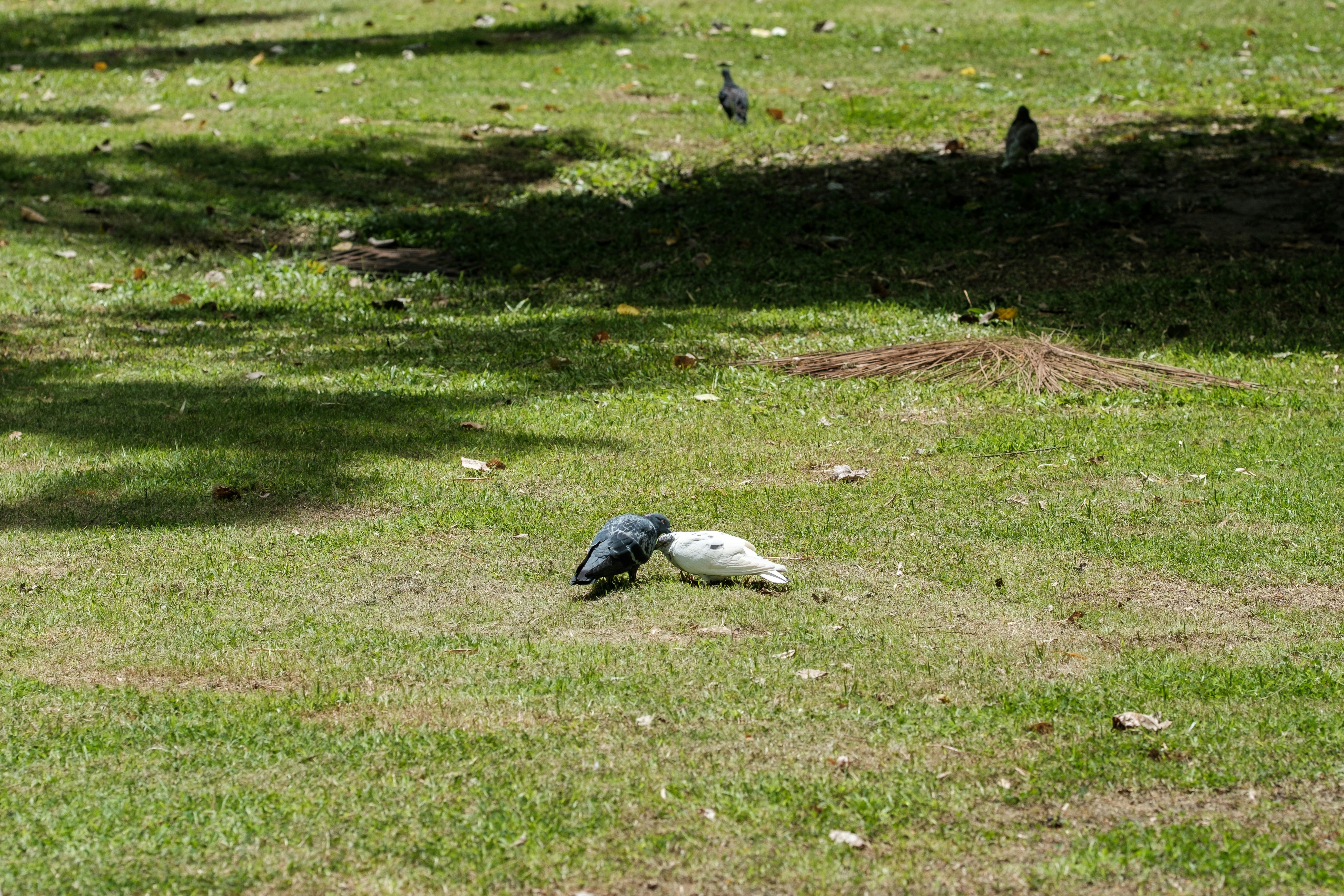Two birds interacting on a grassy field.