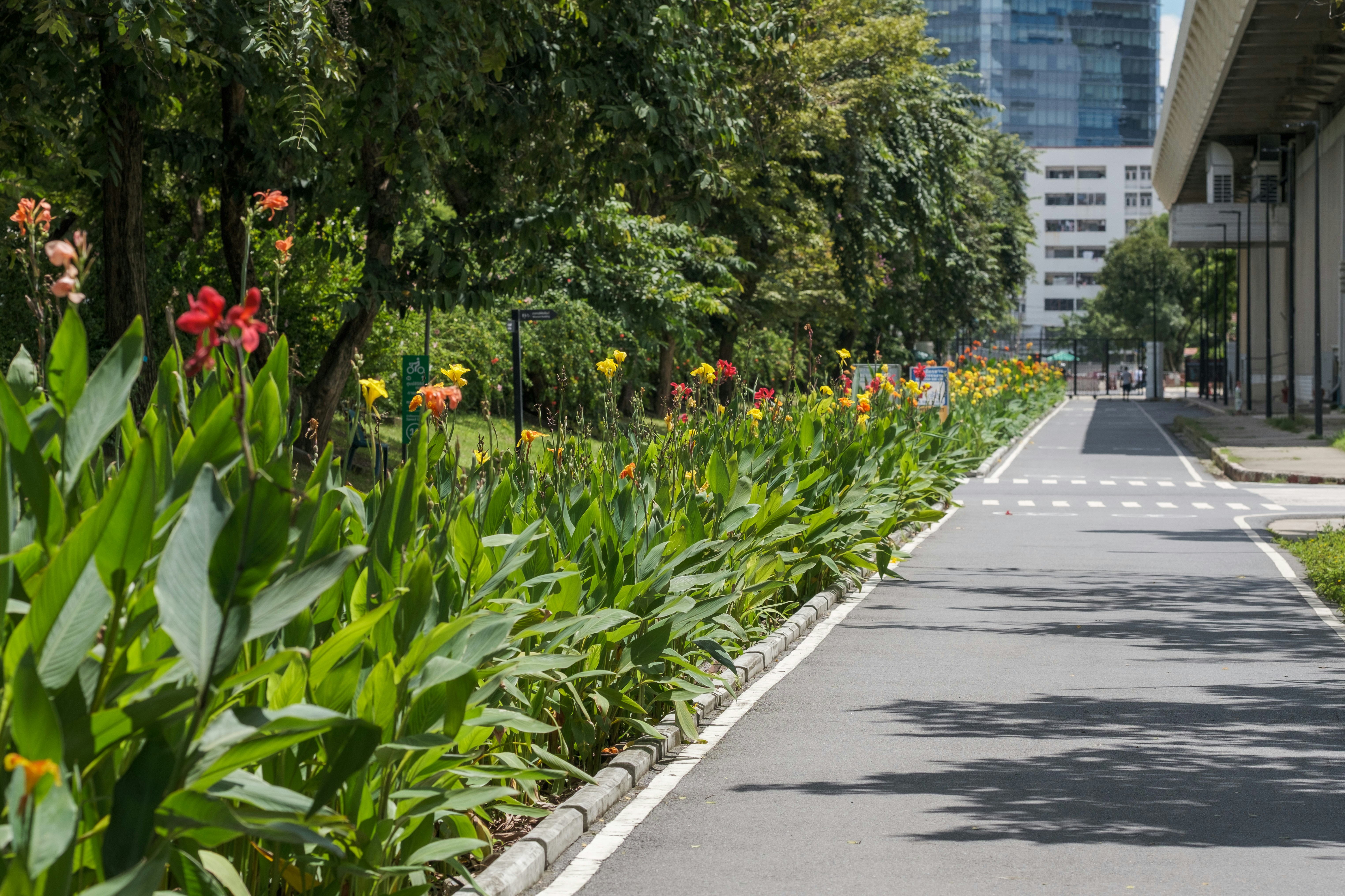 Urban Oasis: A Pathway Through Blossoms