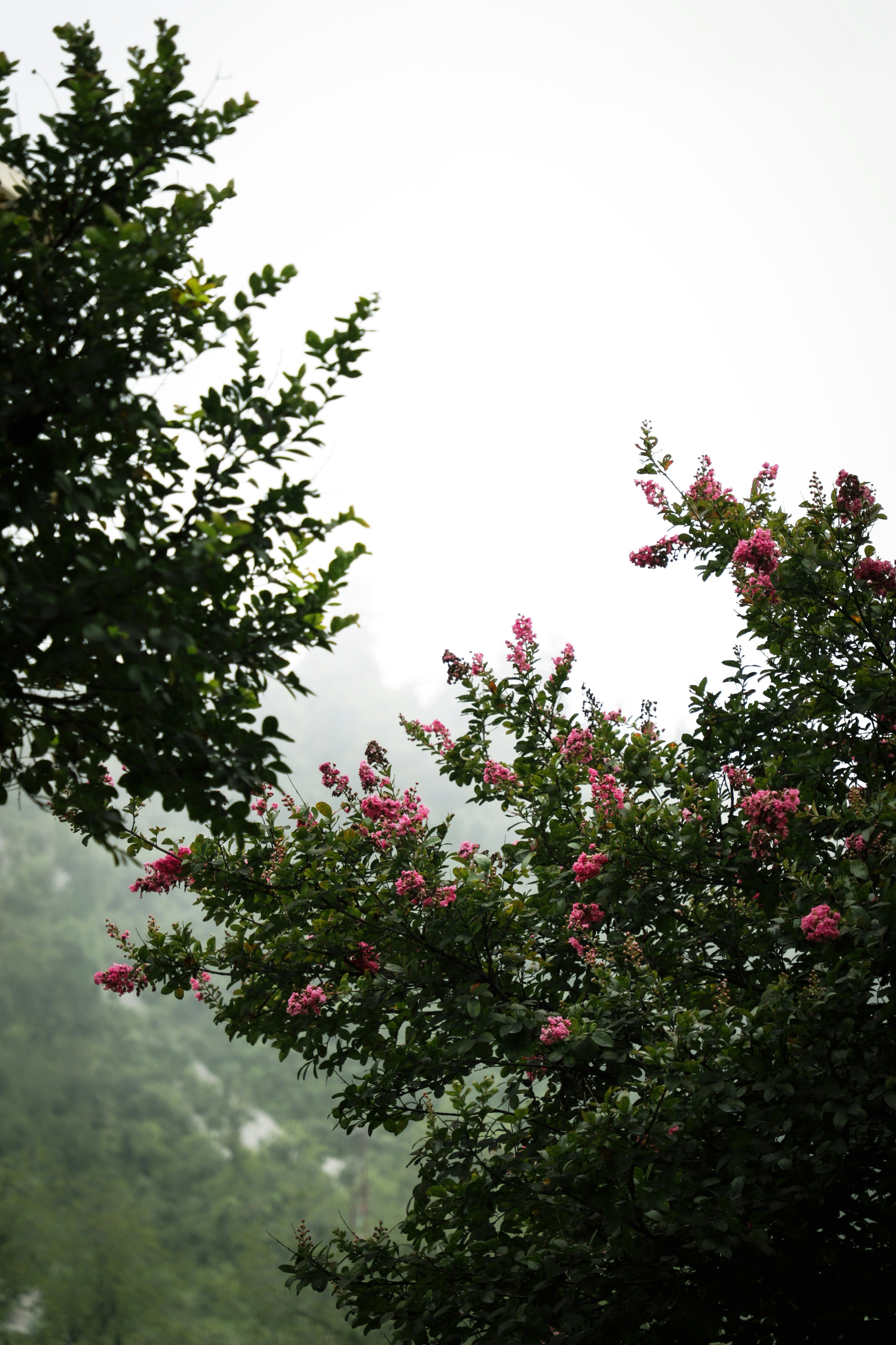 Whispers of Bloom Amidst the Mist