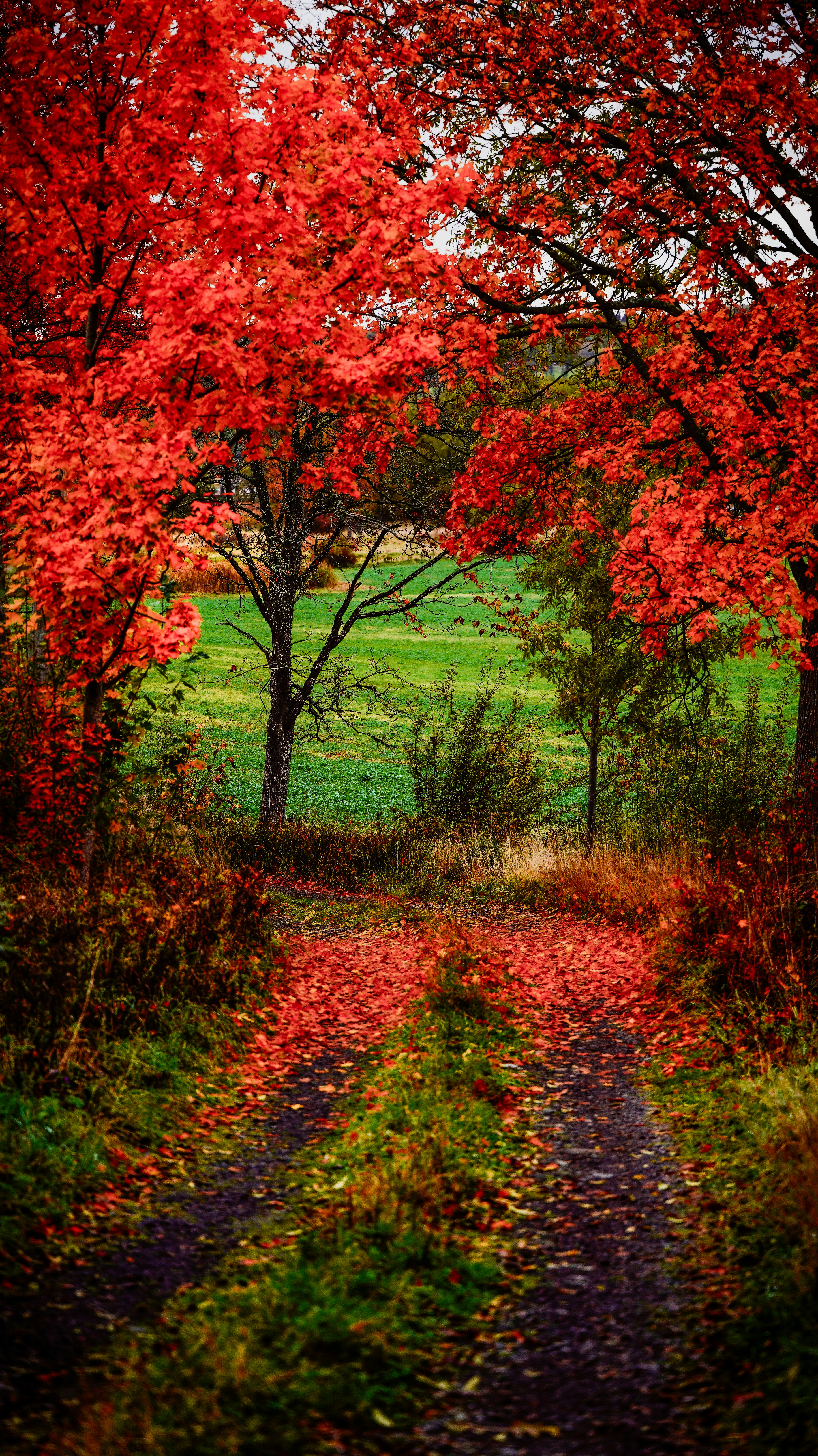 Autumn's Pathway Through Fiery Foliage