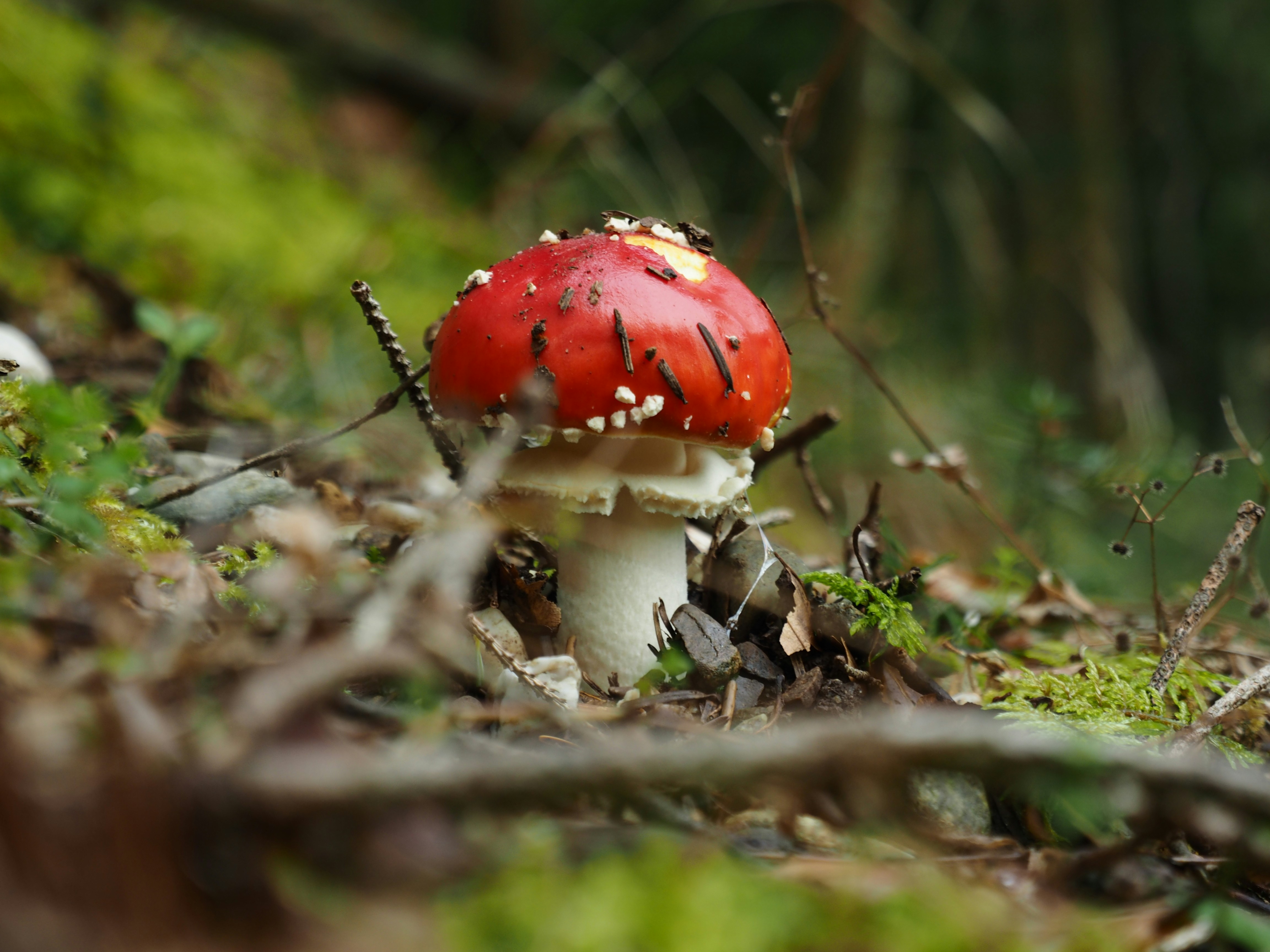 A red mushroom with white spots in a forest.