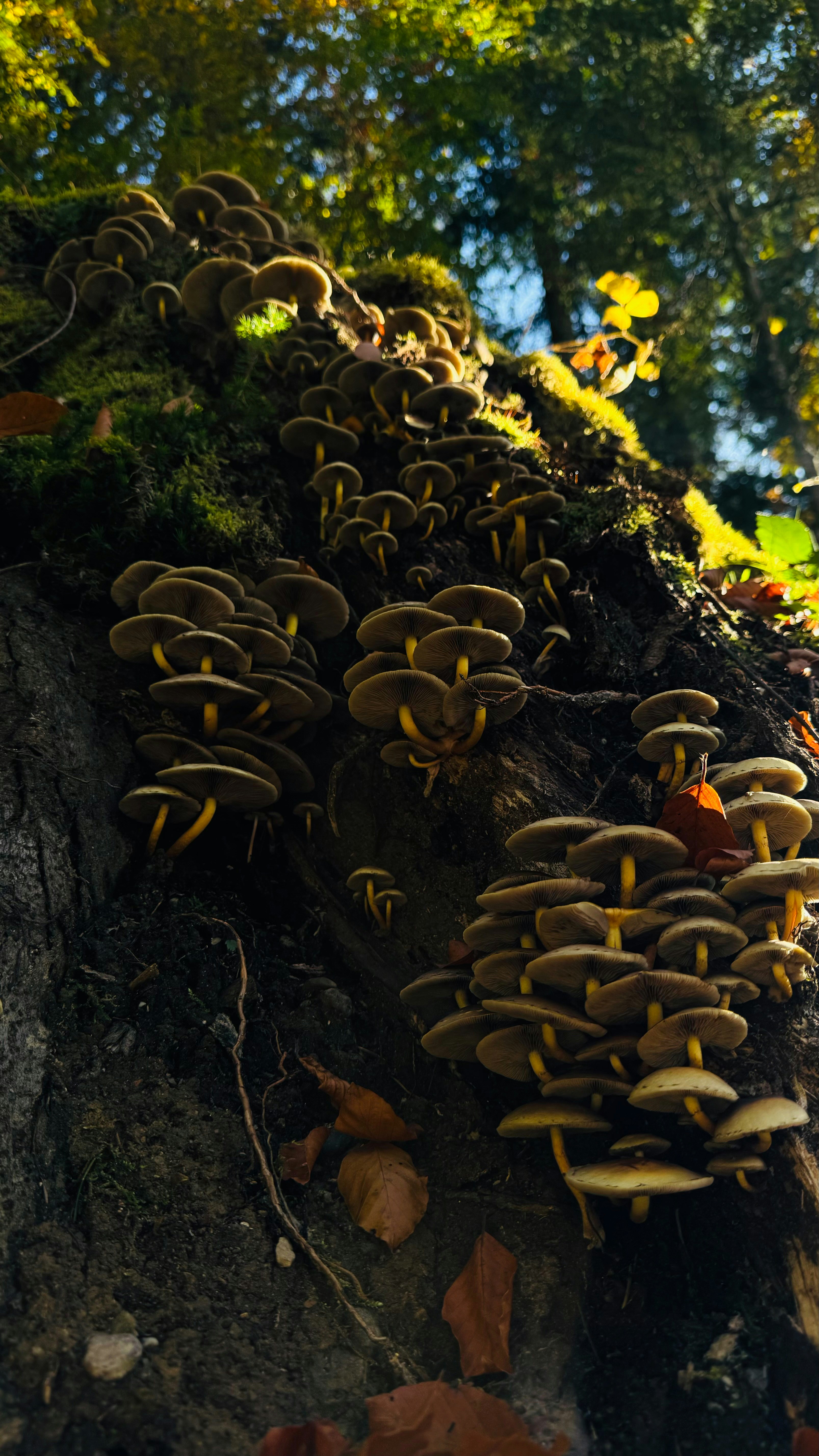 Perfekt erhaltene Pilze | Clusters of mushrooms growing on a mossy tree trunk.