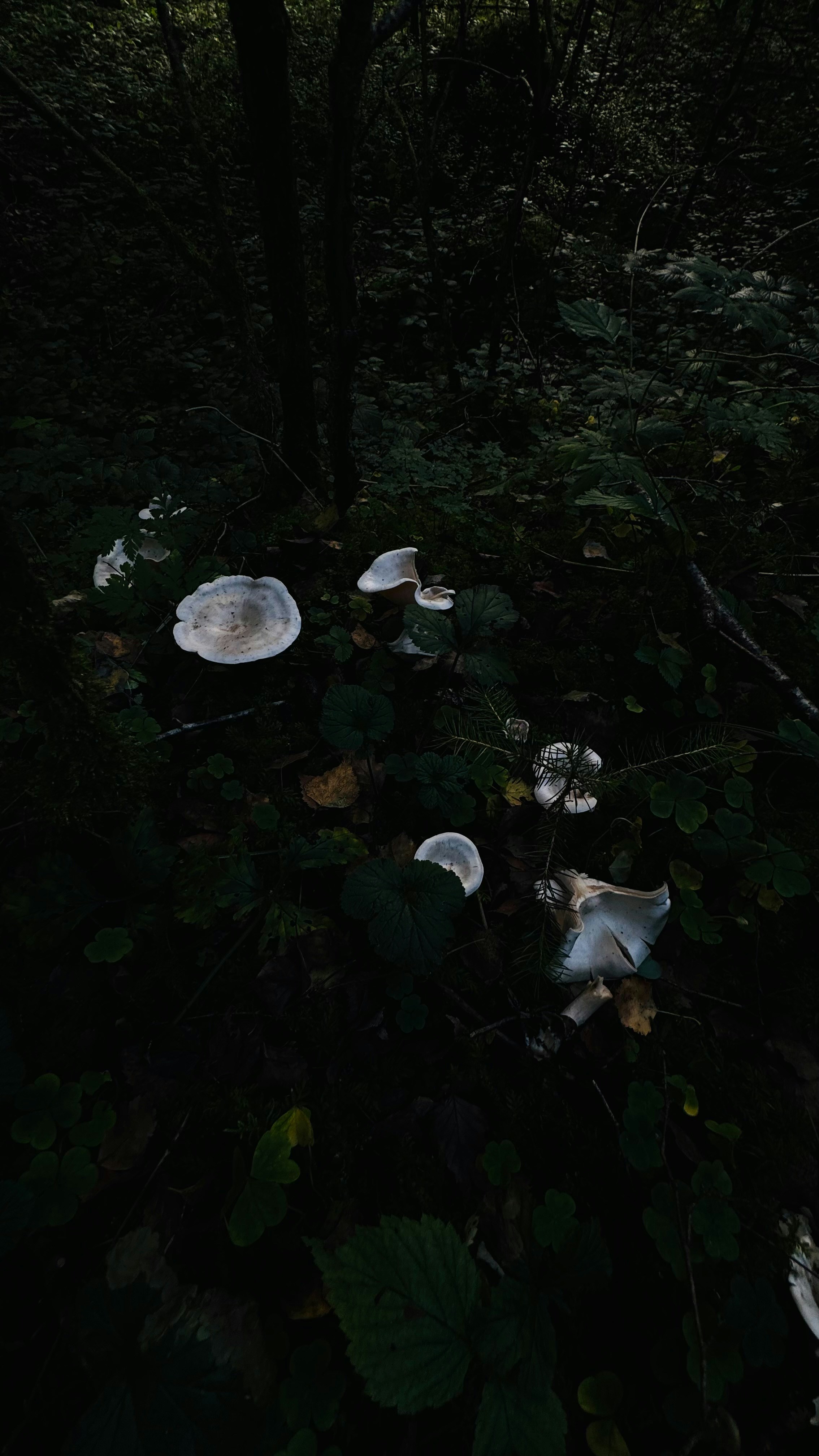 Whispers of the Forest Floor