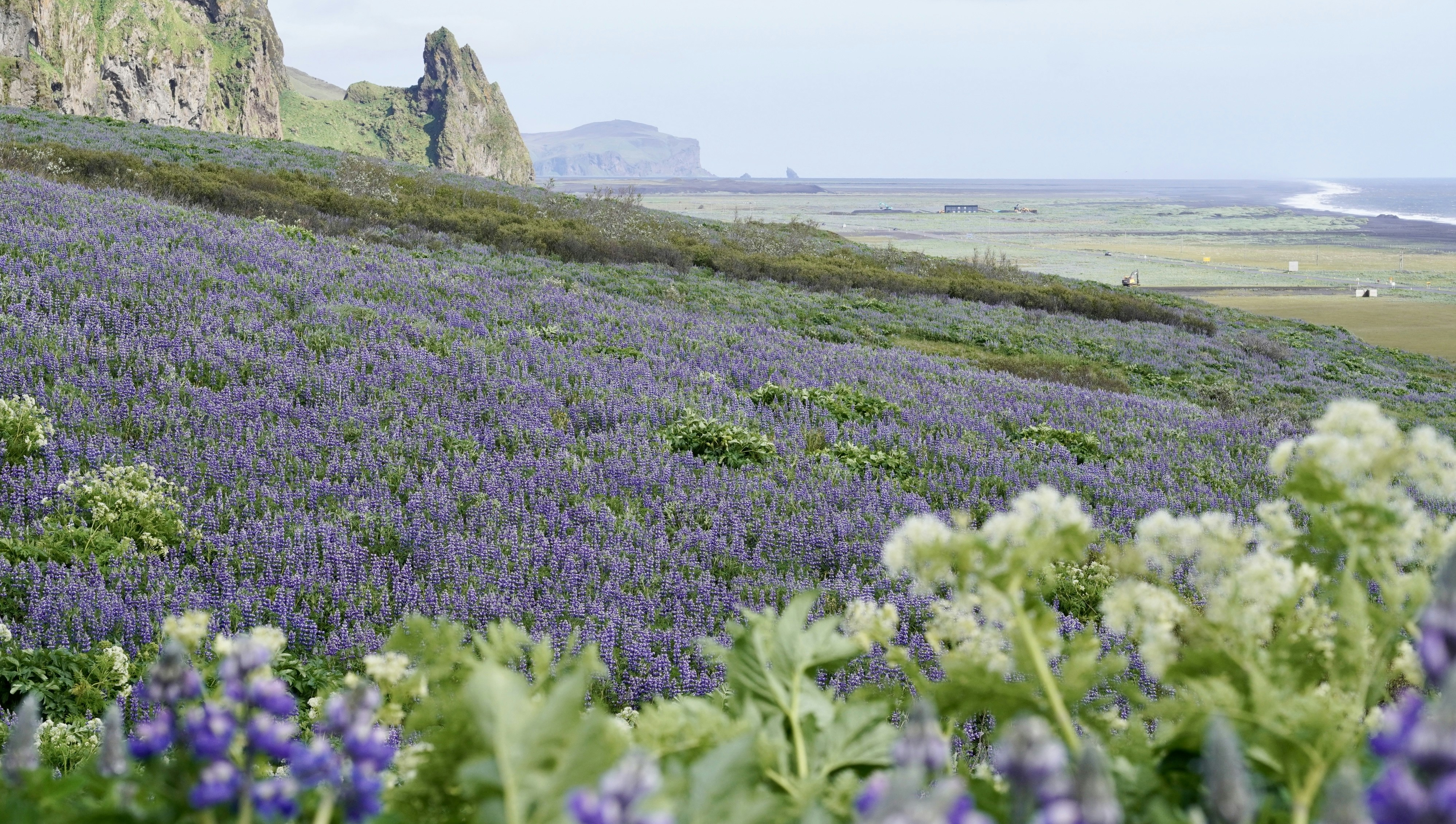 Violet Waves of Nature's Palette