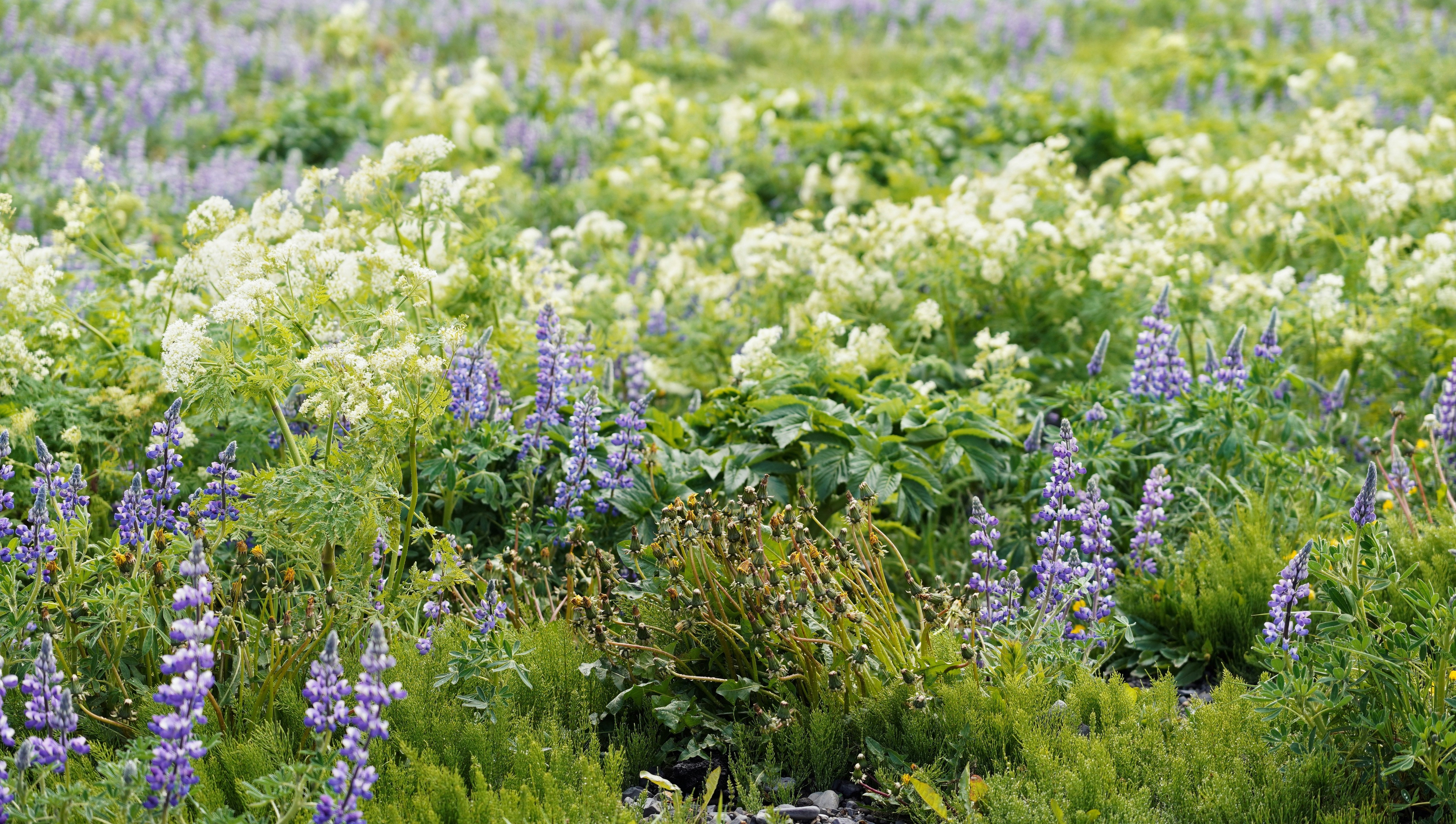Whispers of Spring: A Floral Tapestry