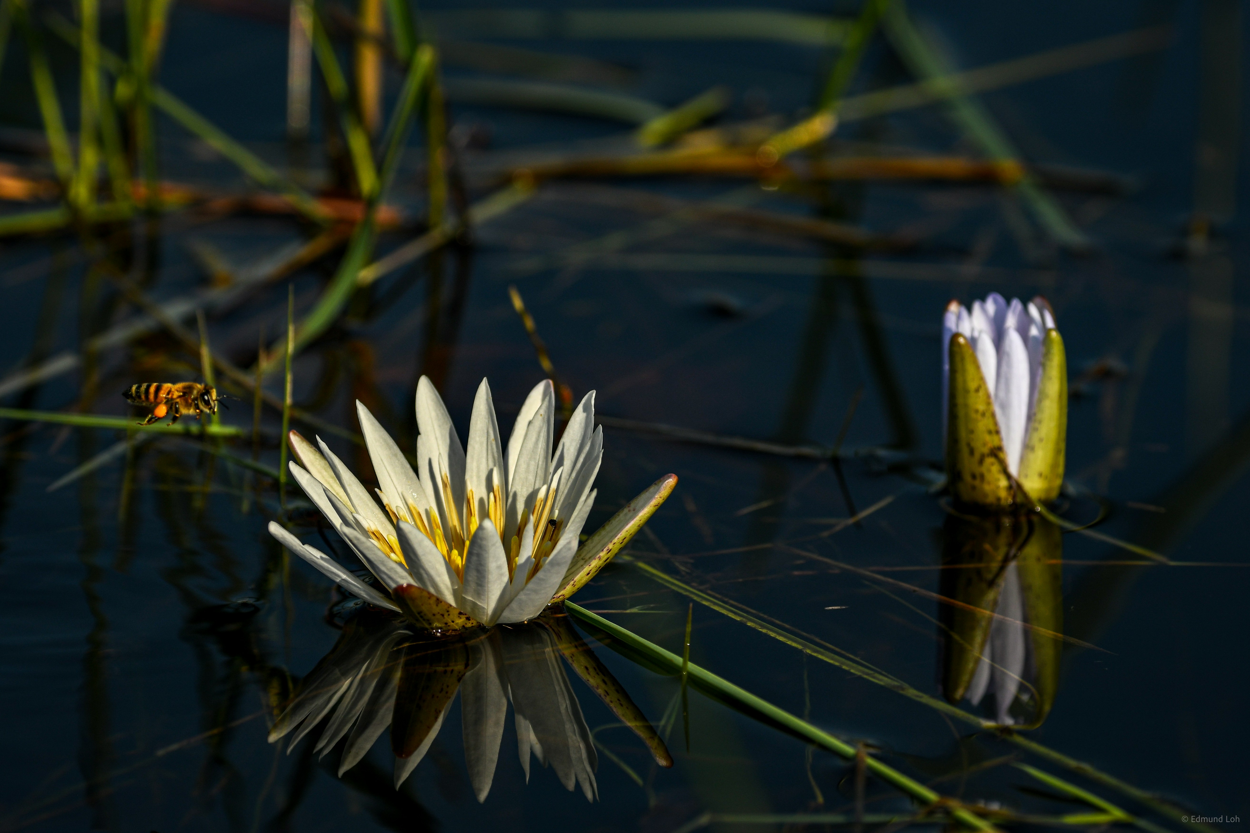 Harmony of Nature: Water Lilies and Busy Bees
