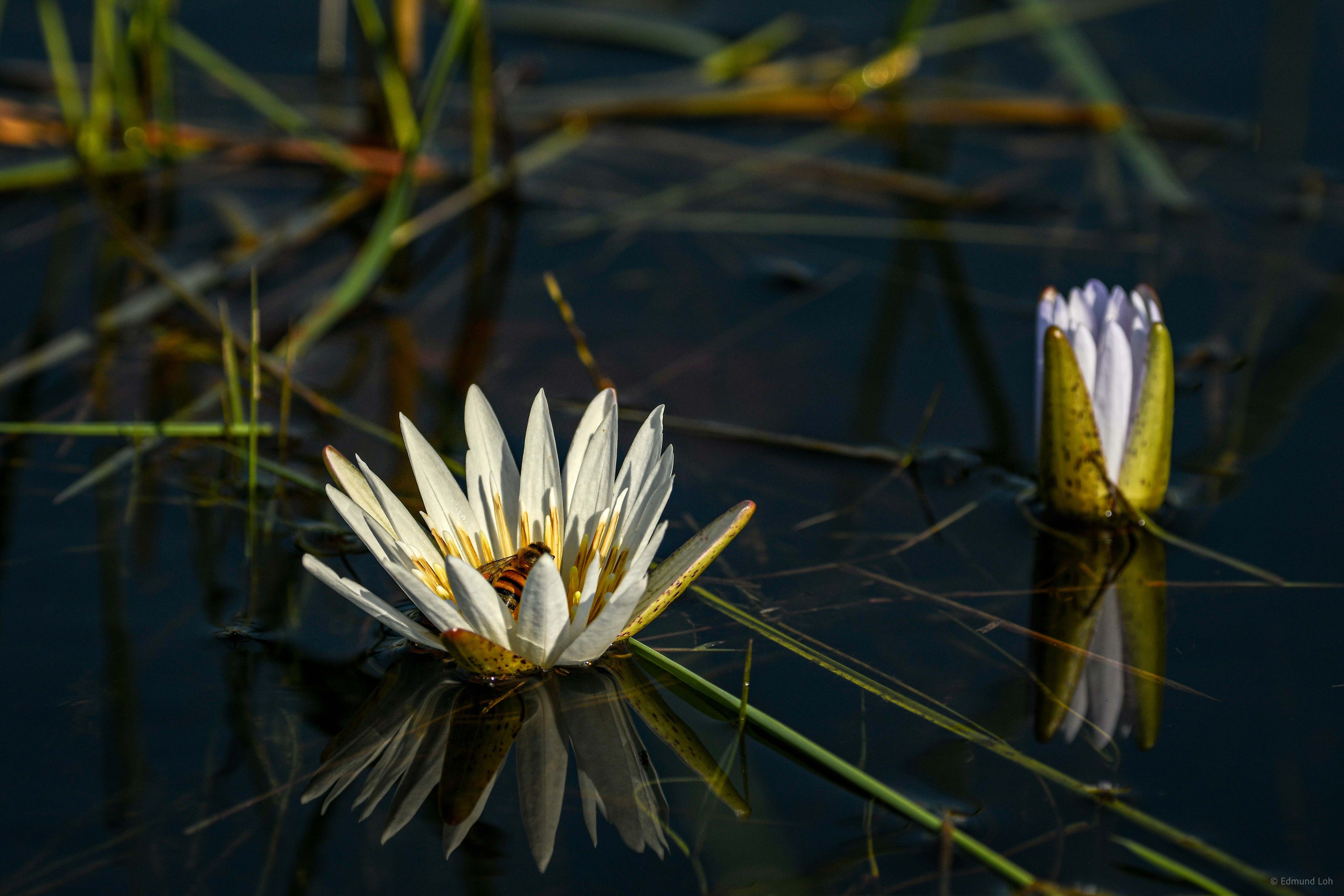 Harmony of Nature: Water Lilies and Busy Bees