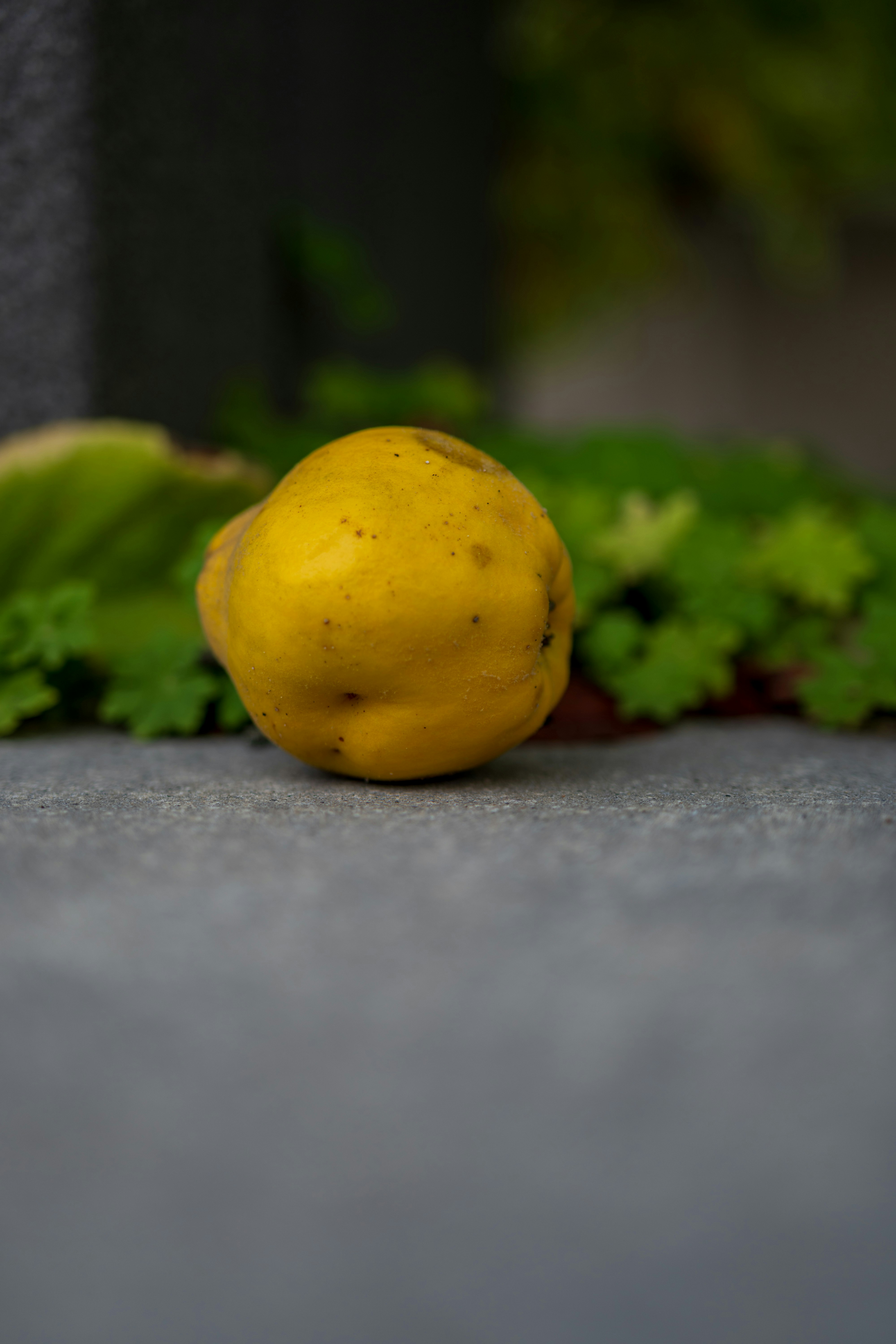 The Golden Quince: Nature's Hidden Gem