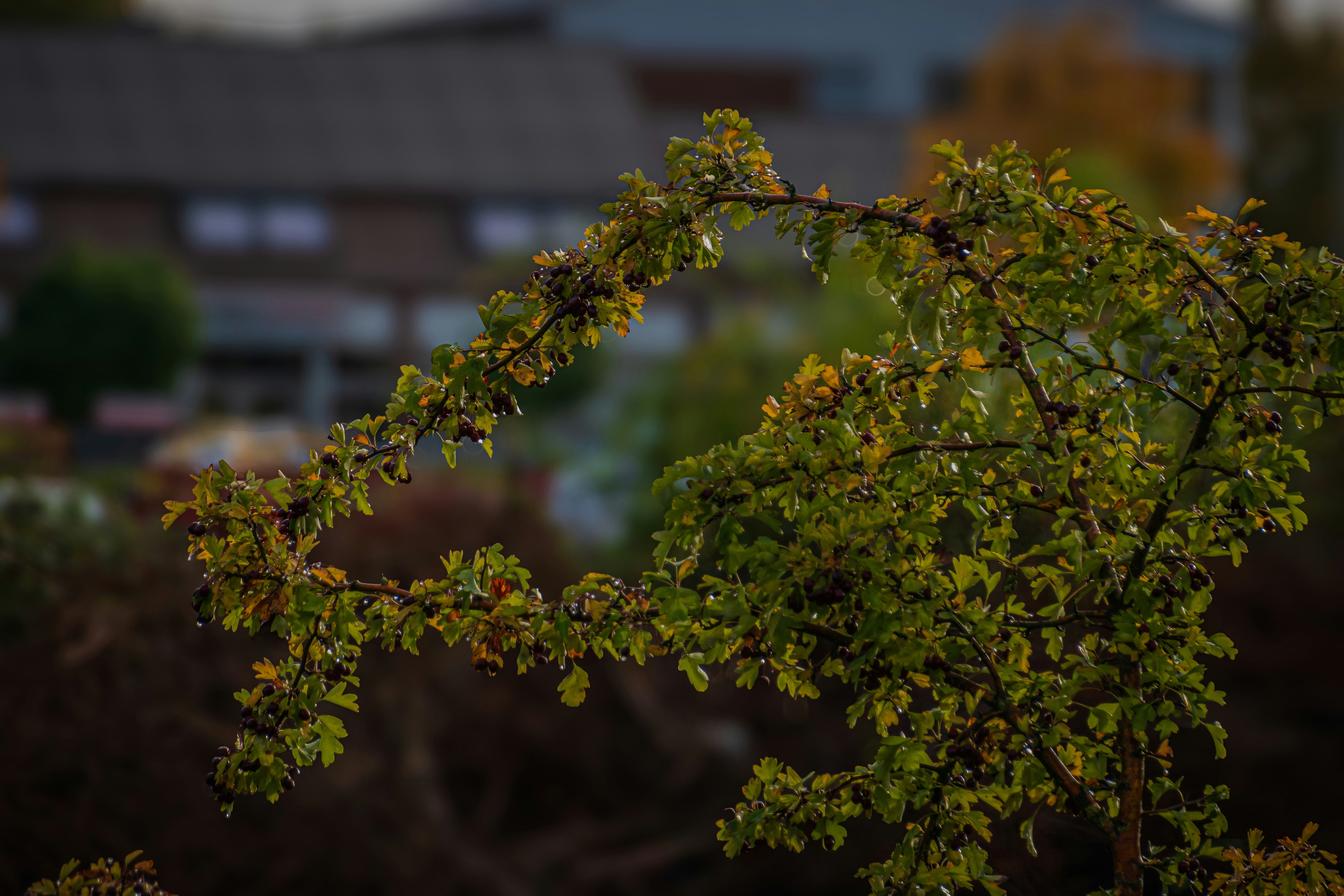 Whispers of Autumn: A Leafy Embrace