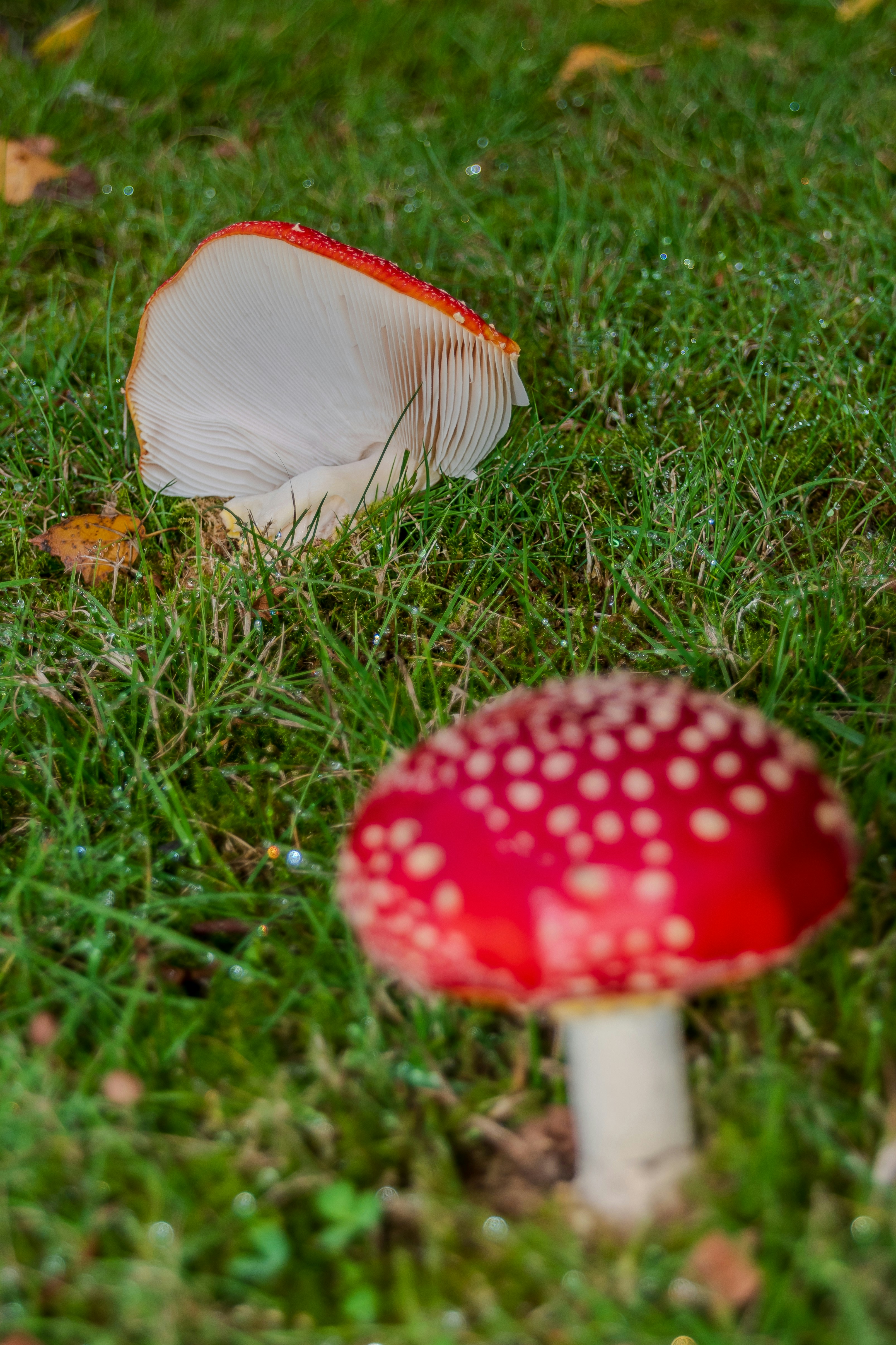 Two red mushrooms with white spots on grass