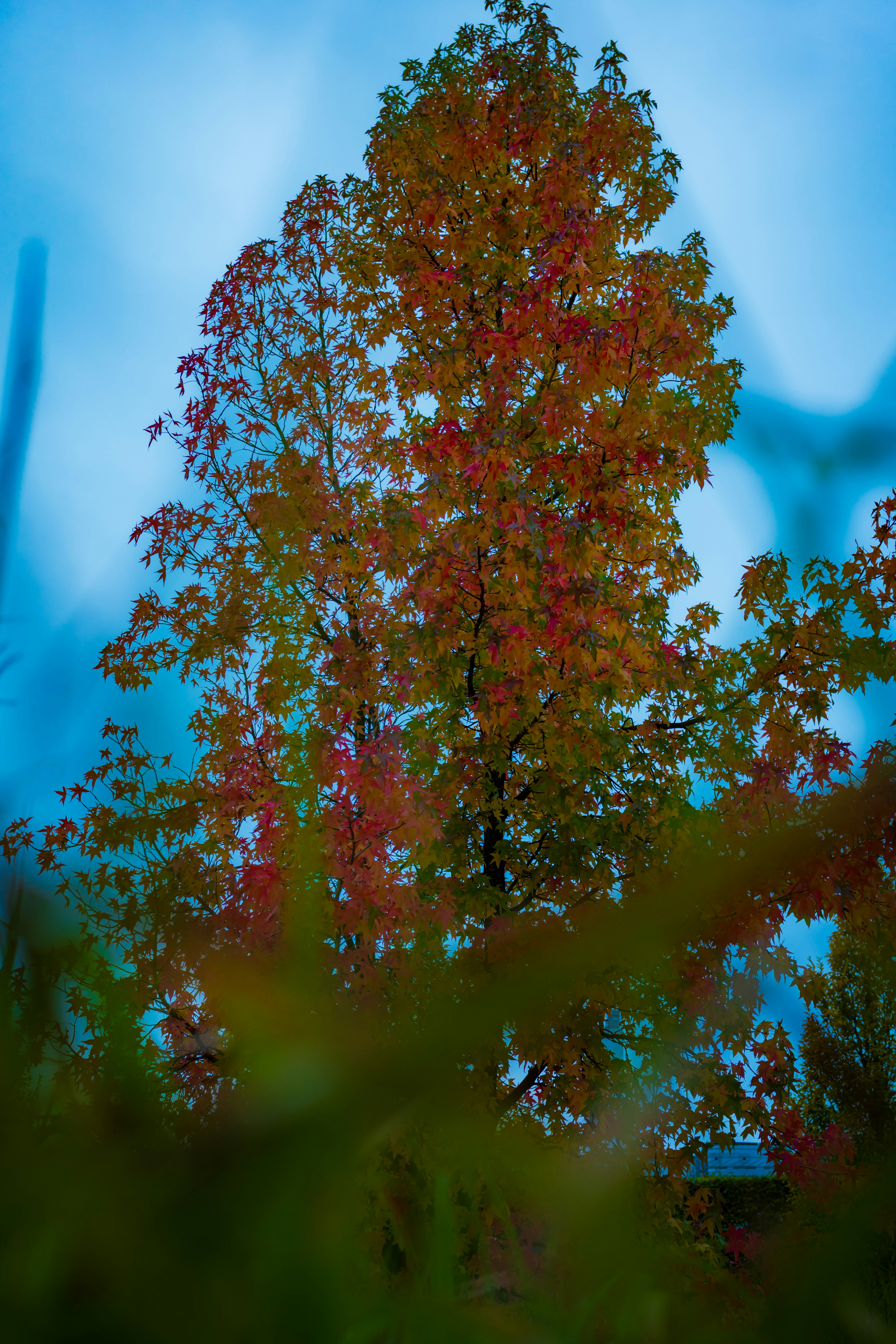 Autumn's Embrace: A Tapestry of Color