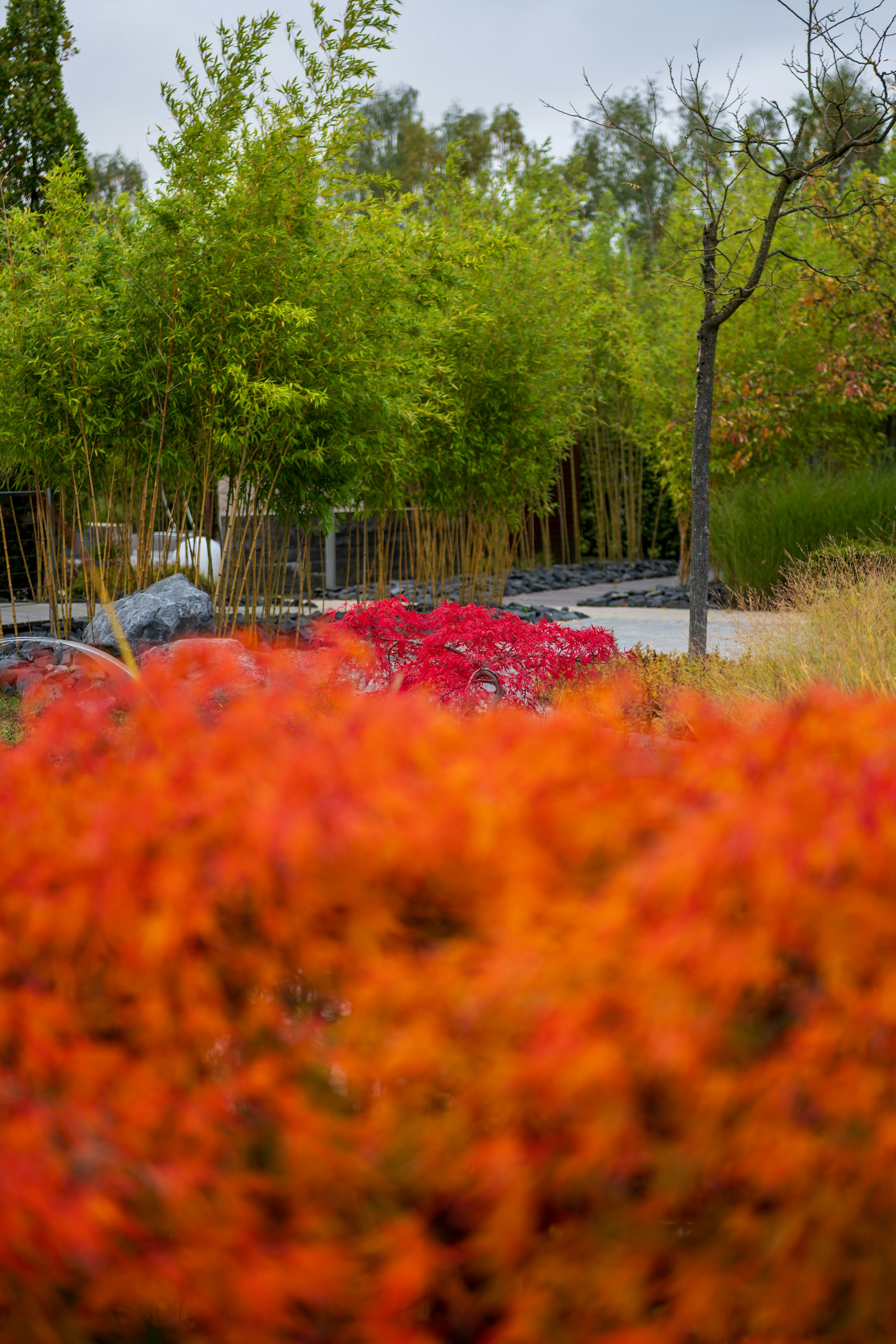 A Symphony of Autumn Hues in a Tranquil Garden