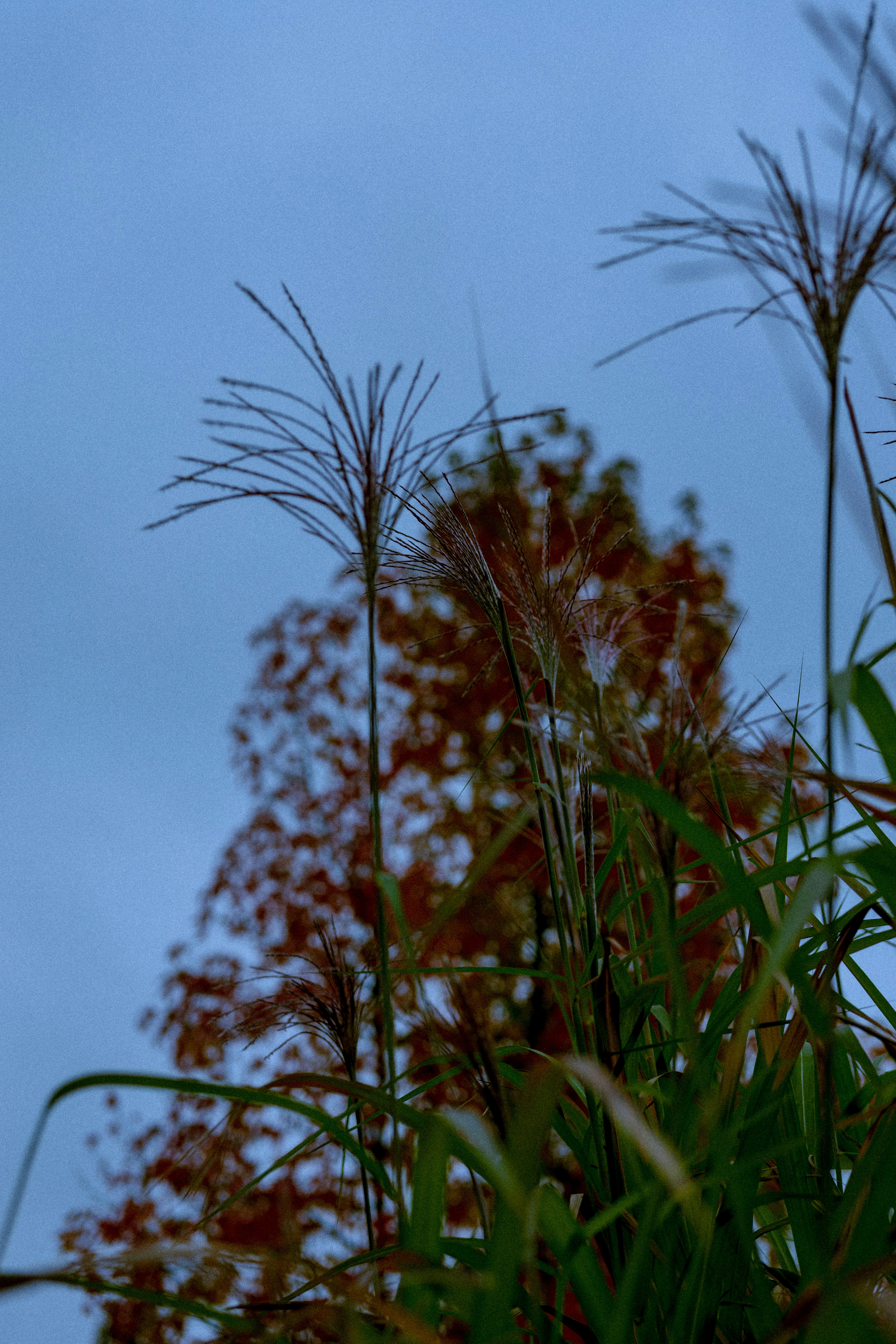 Whispers of Autumn: Nature's Subtle Palette