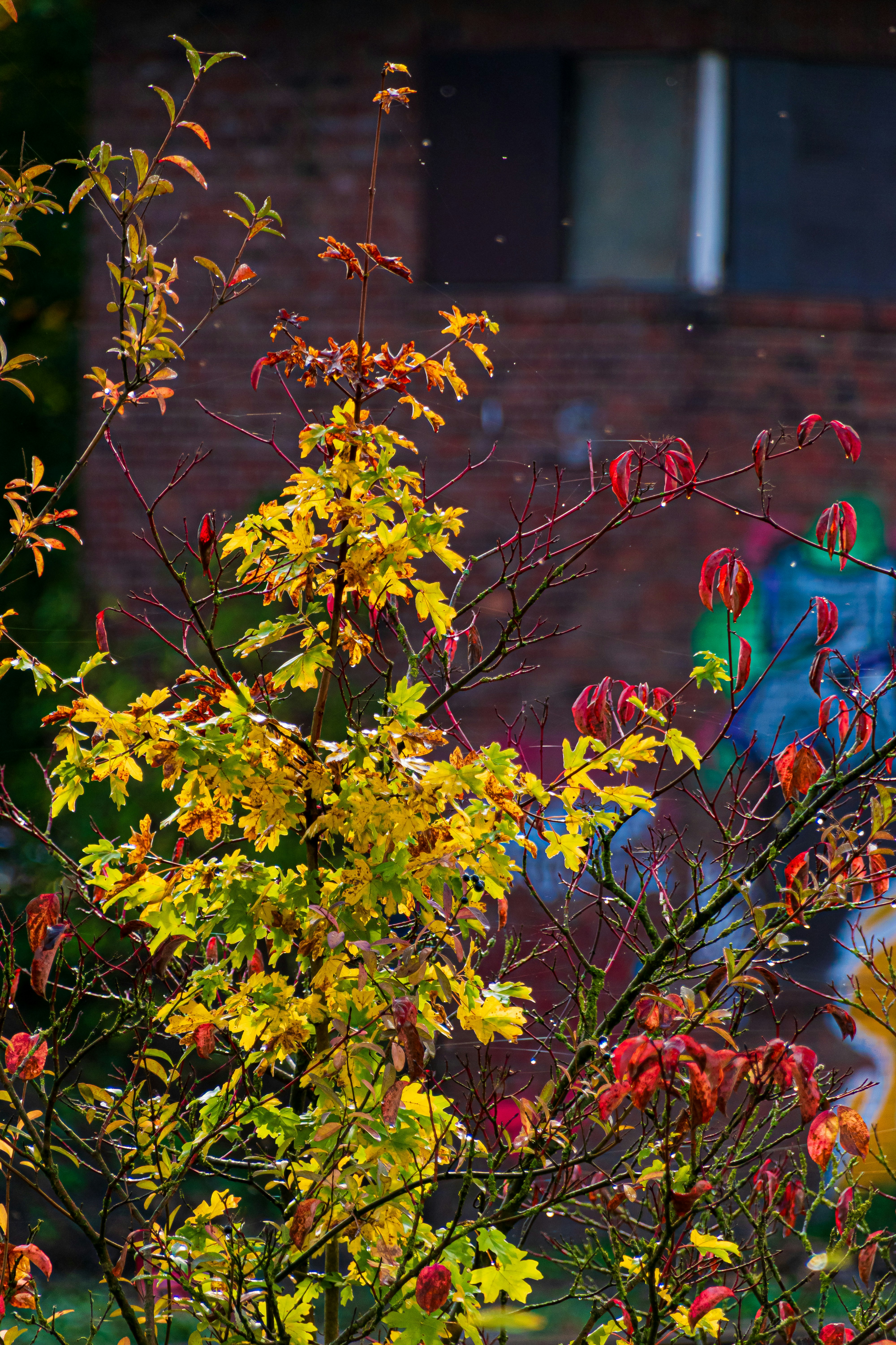 Autumn's Palette: A Dance of Colors
