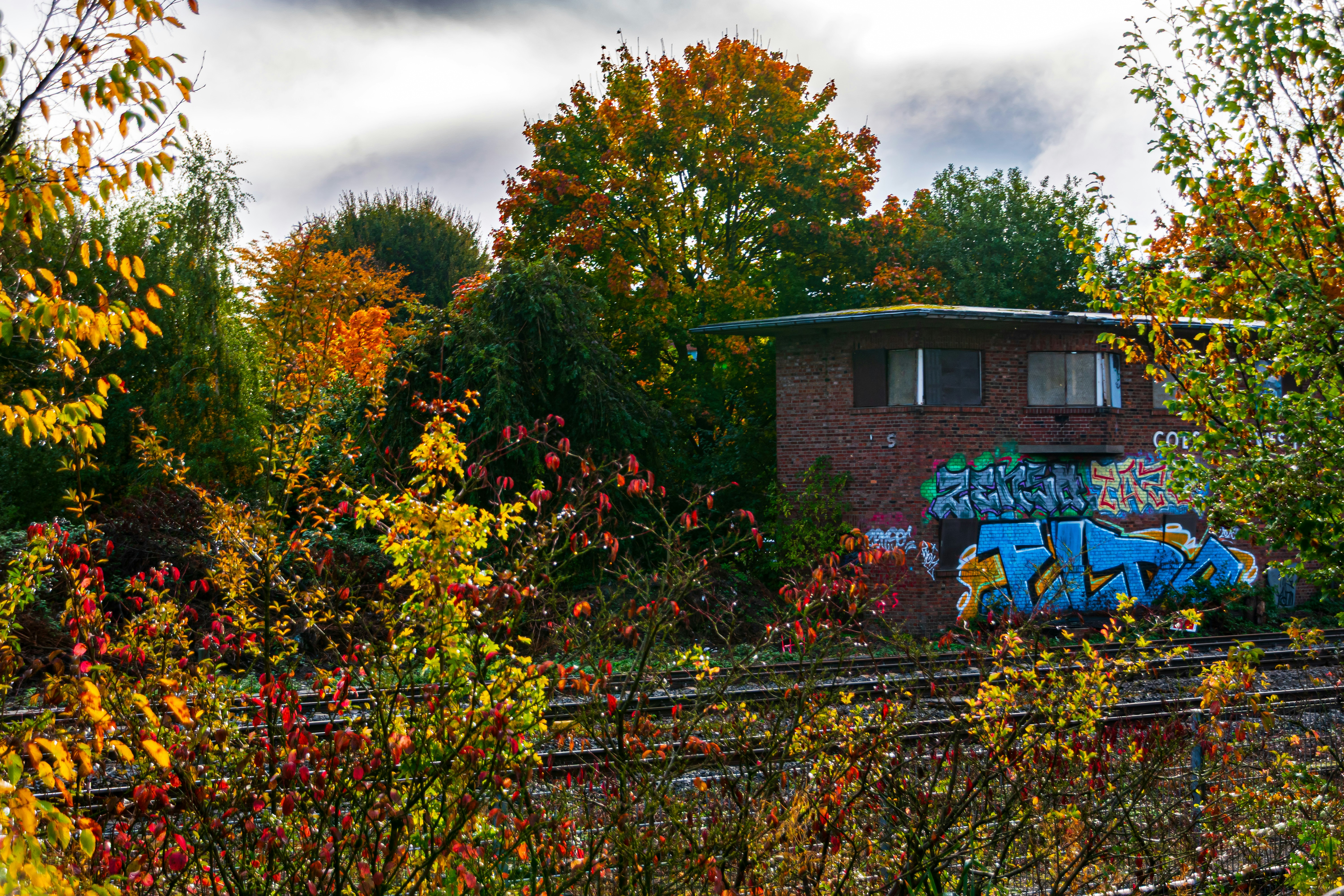Urban Canvas: Nature's Palette Meets Graffiti