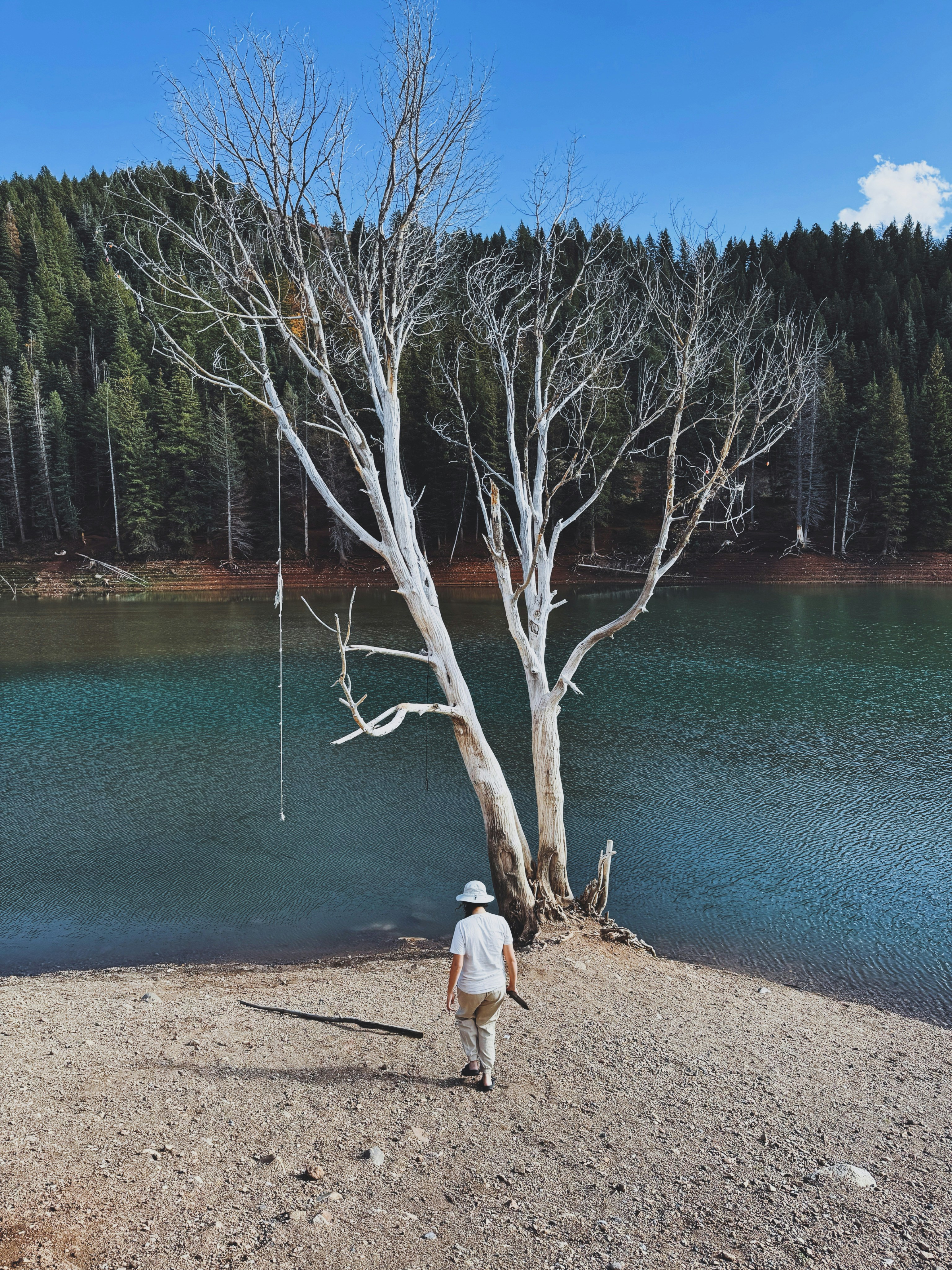 Person walks towards a bare tree by a lake
