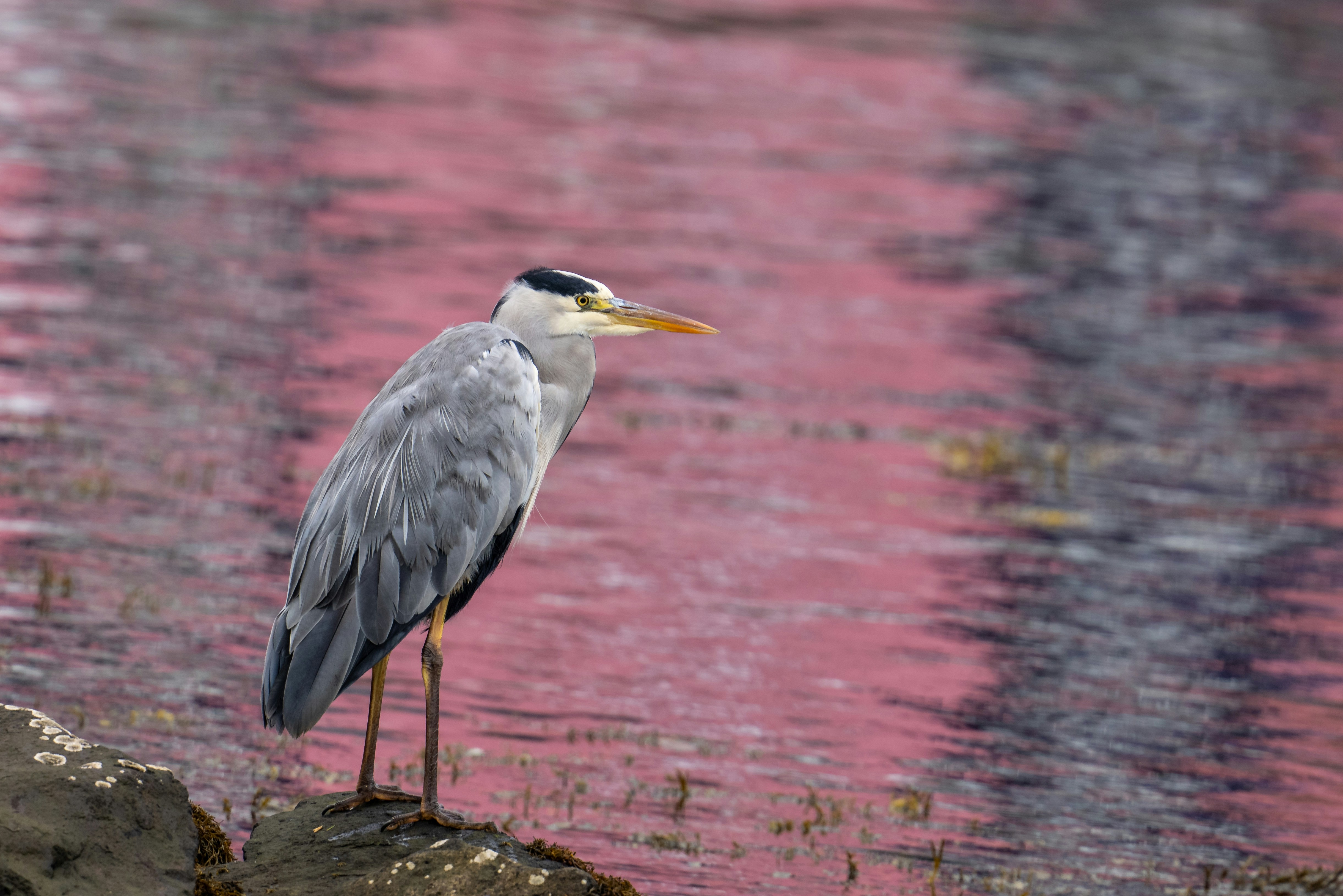 Solitary Elegance: A Heron Amidst Reflections