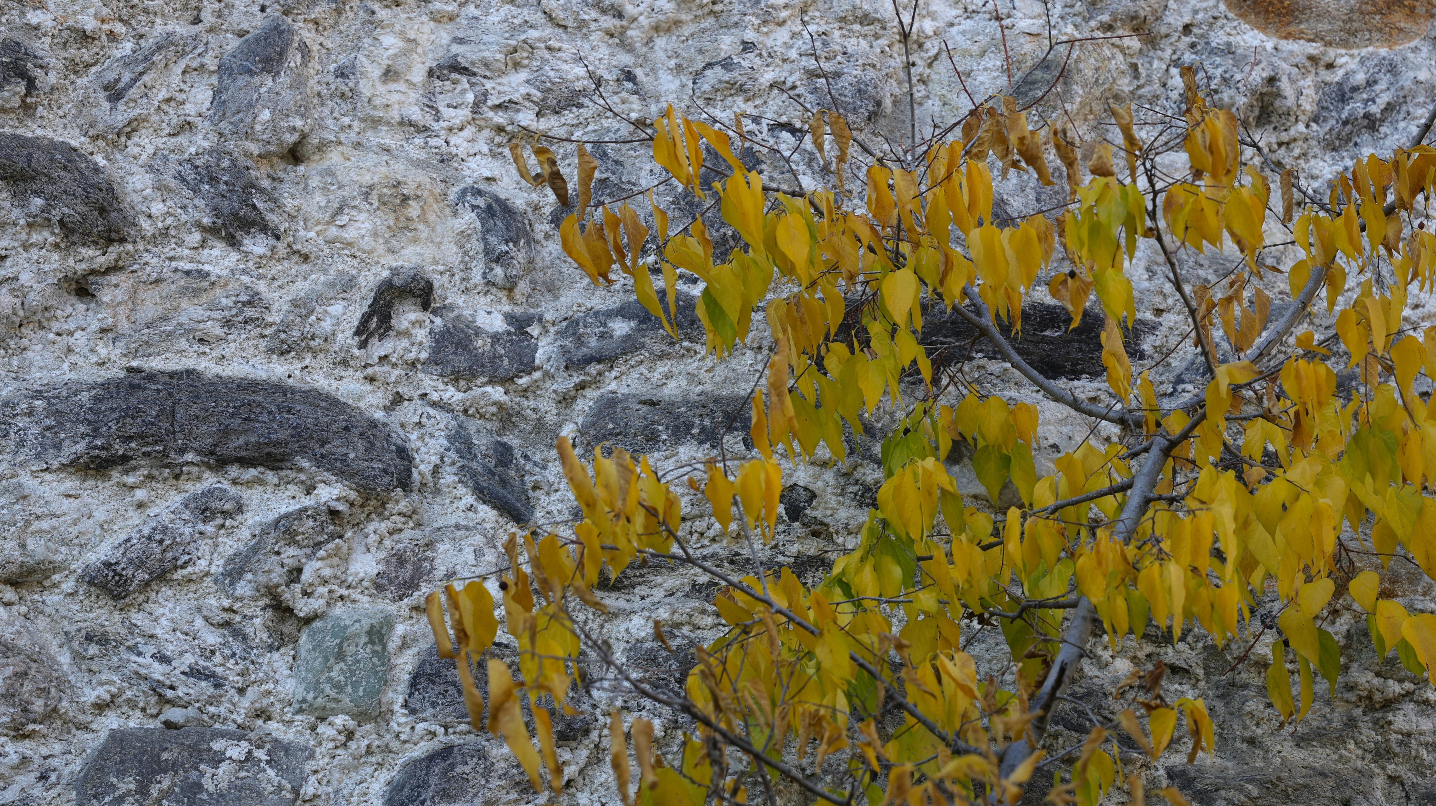 Autumn Clings to Limestone: Golden Foliage on Weathered Stone