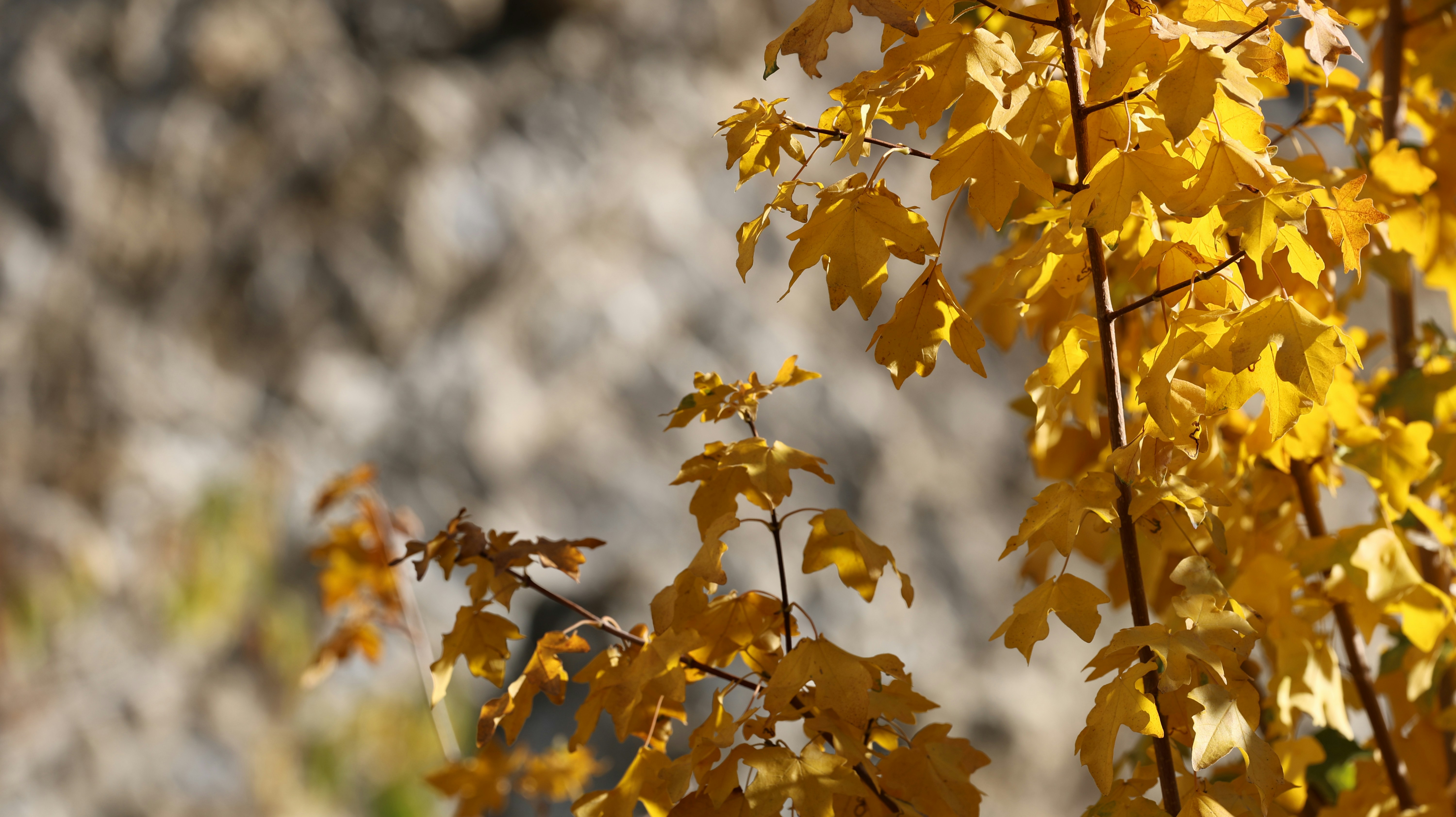 Golden Whispers of Autumn