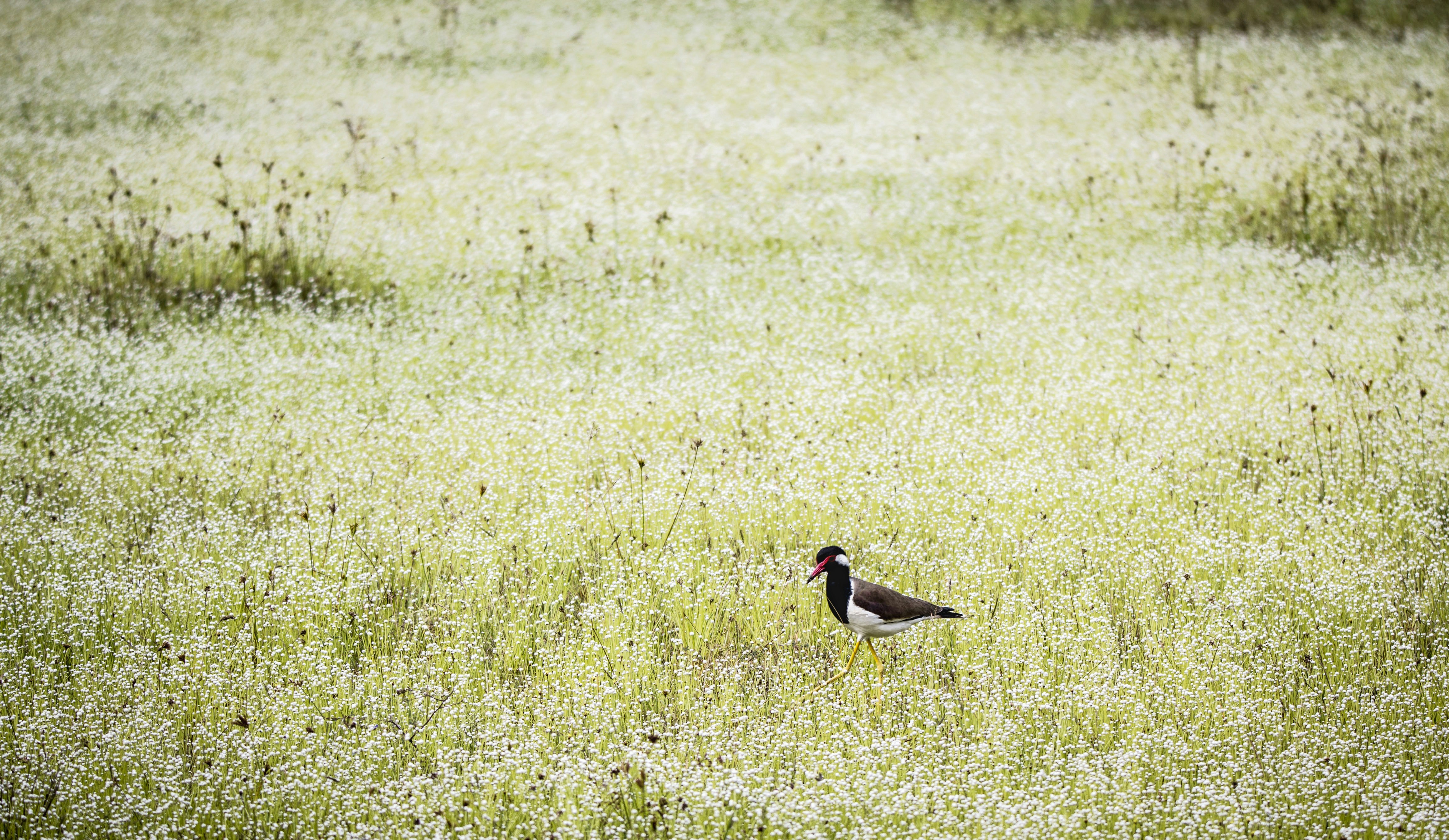 Lapwing bird walking in the grass | A bird stands in a field of green grass.