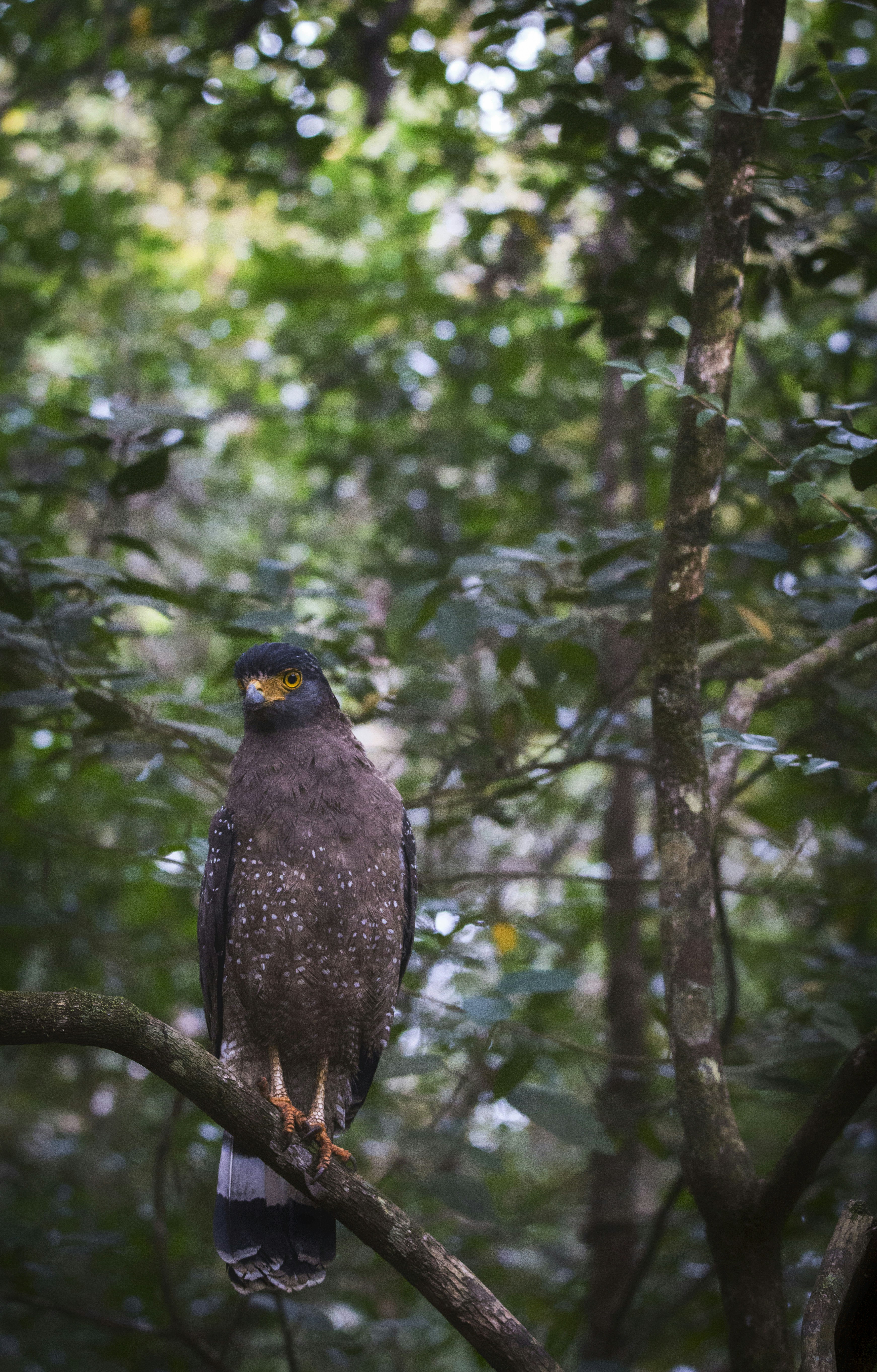 An eagle perched on a branch | A hawk with yellow eyes perched on a branch.