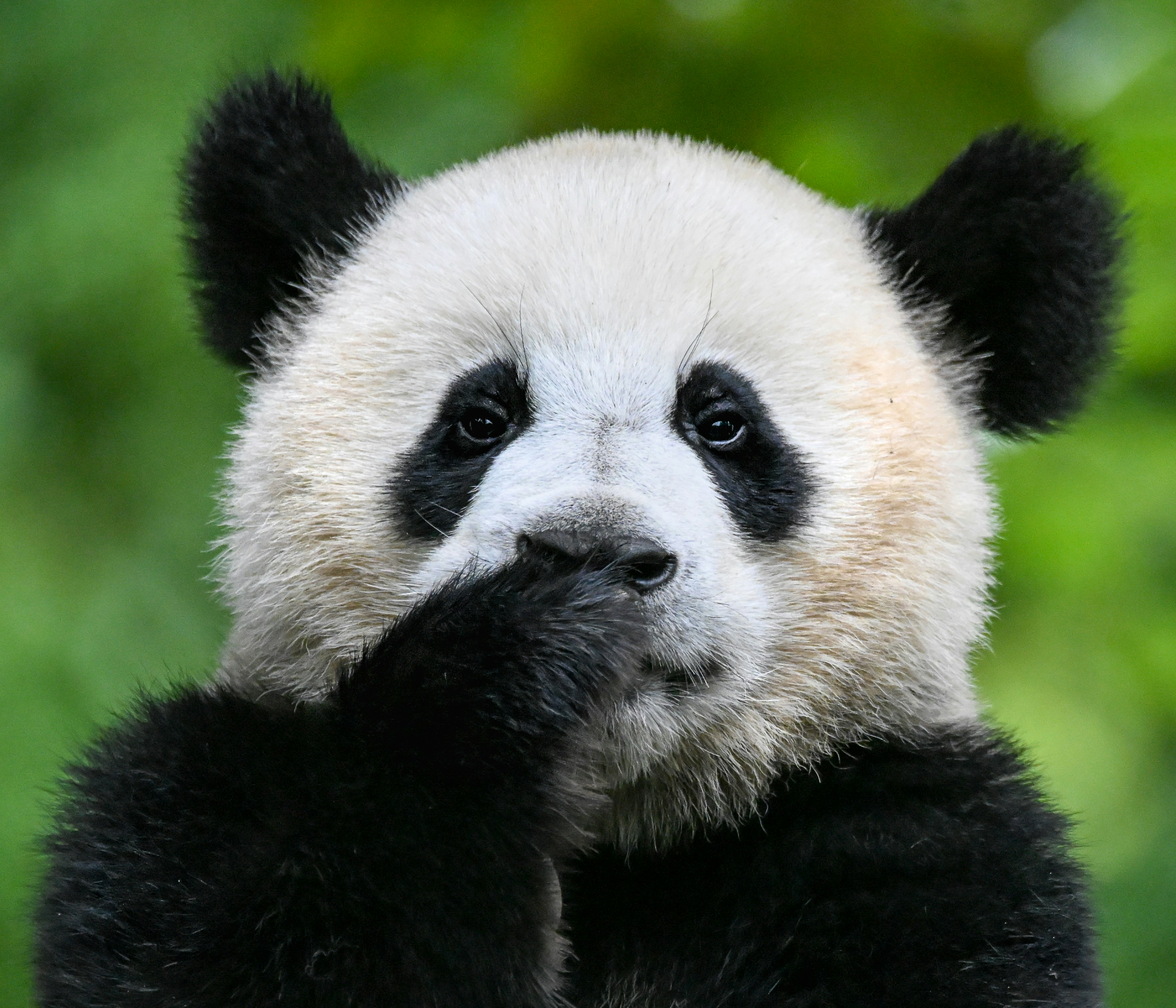 Curious Cub: A Moment of Reflection