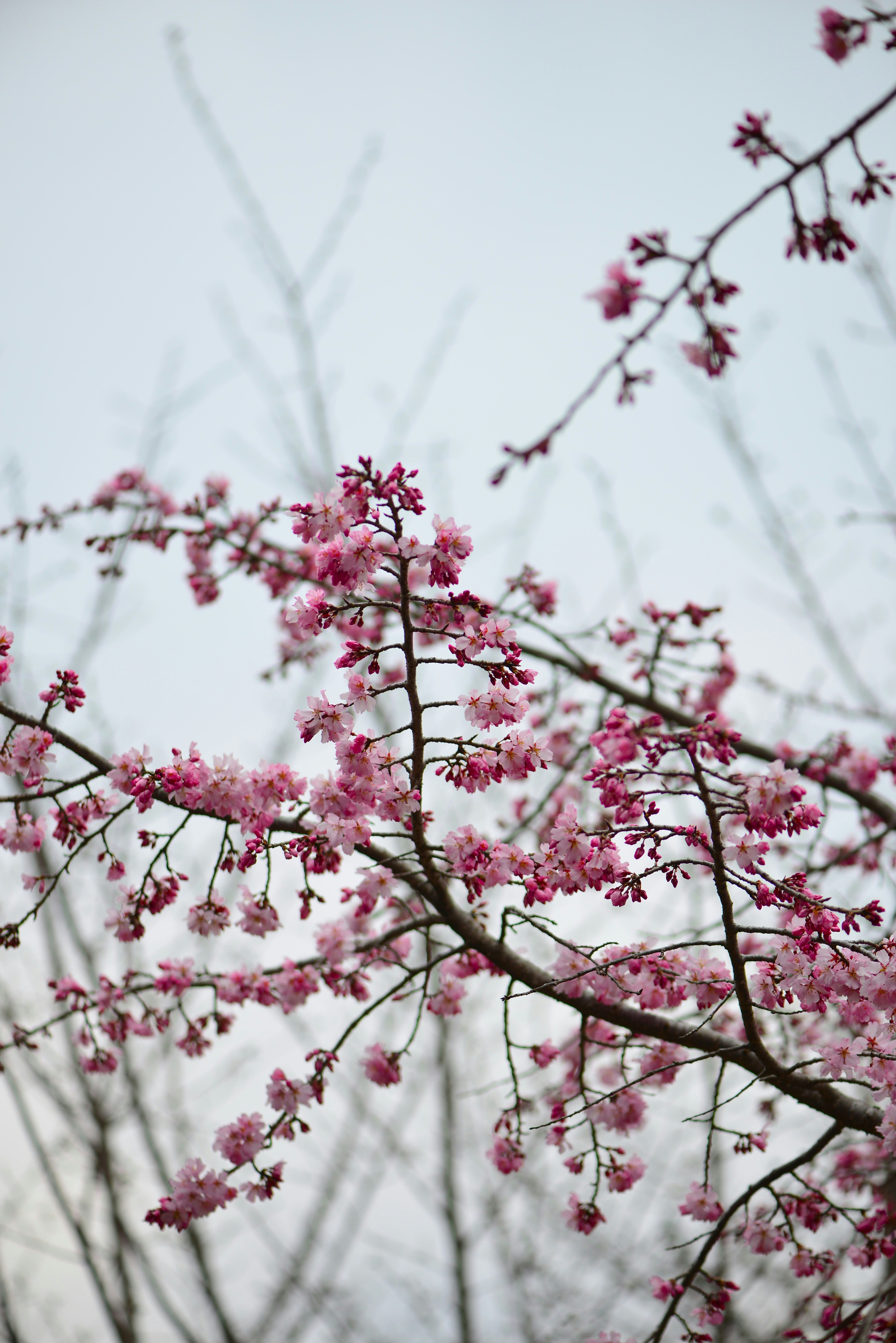 Pink cherry blossoms on tree branches against sky