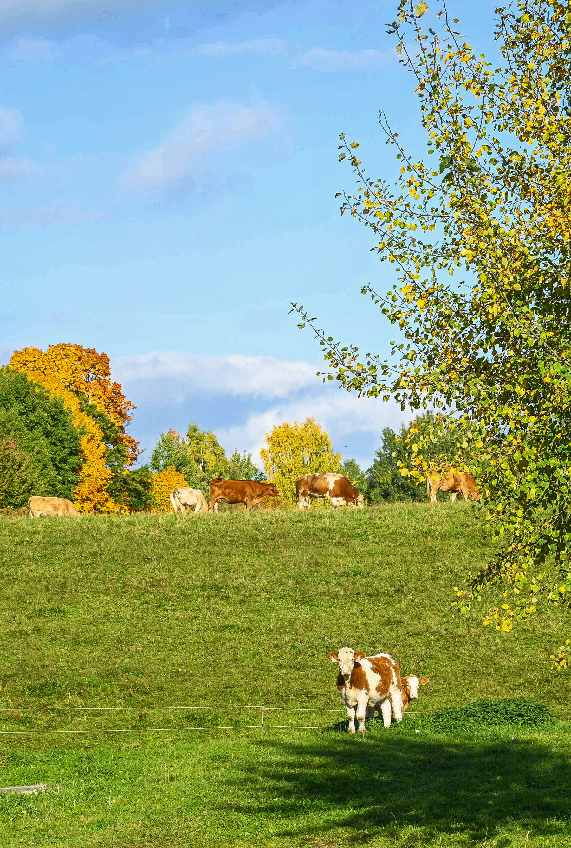 Autumn Serenade on the Pasture
