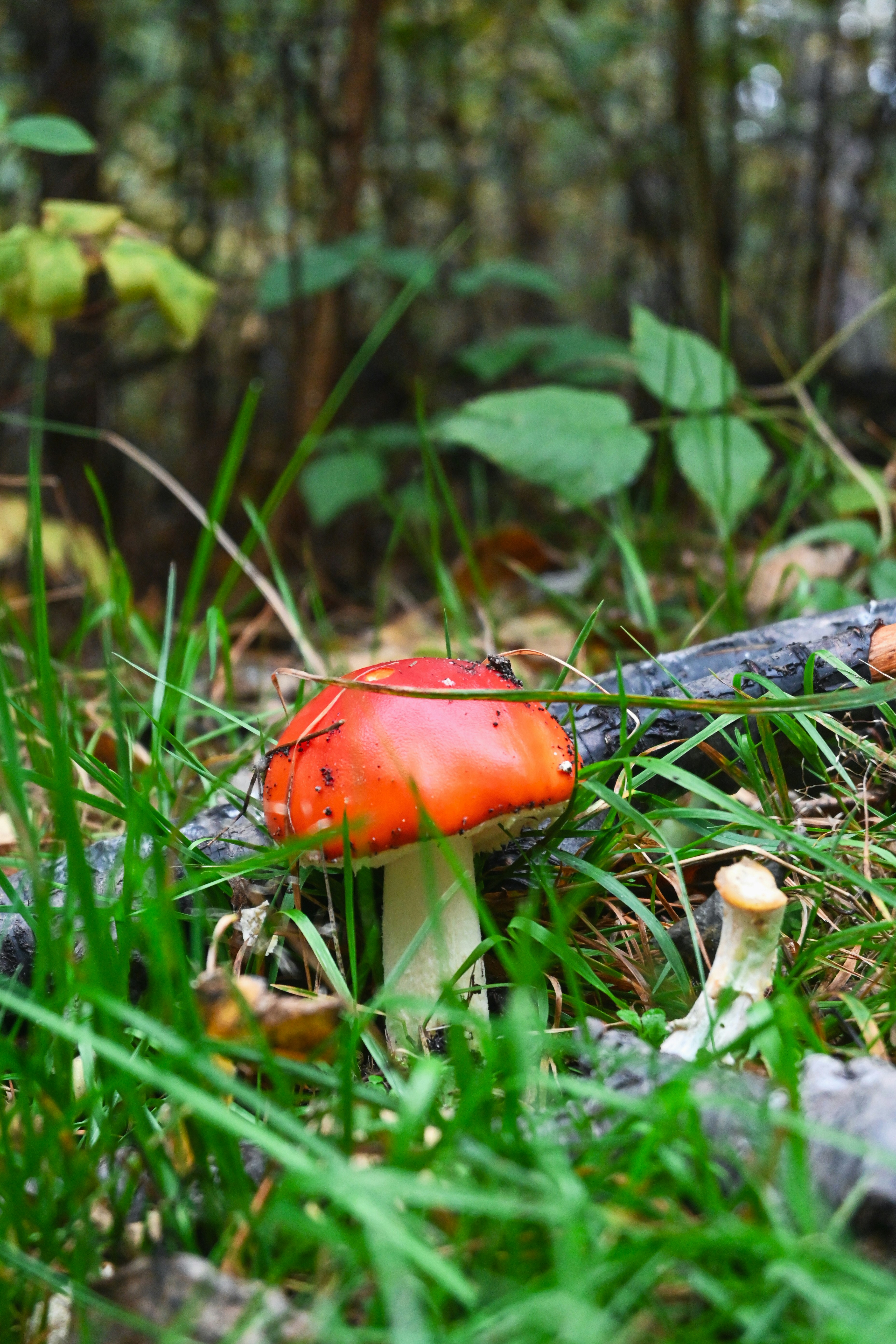 Nature's Vibrant Umbrella: The Enigmatic Red Mushroom