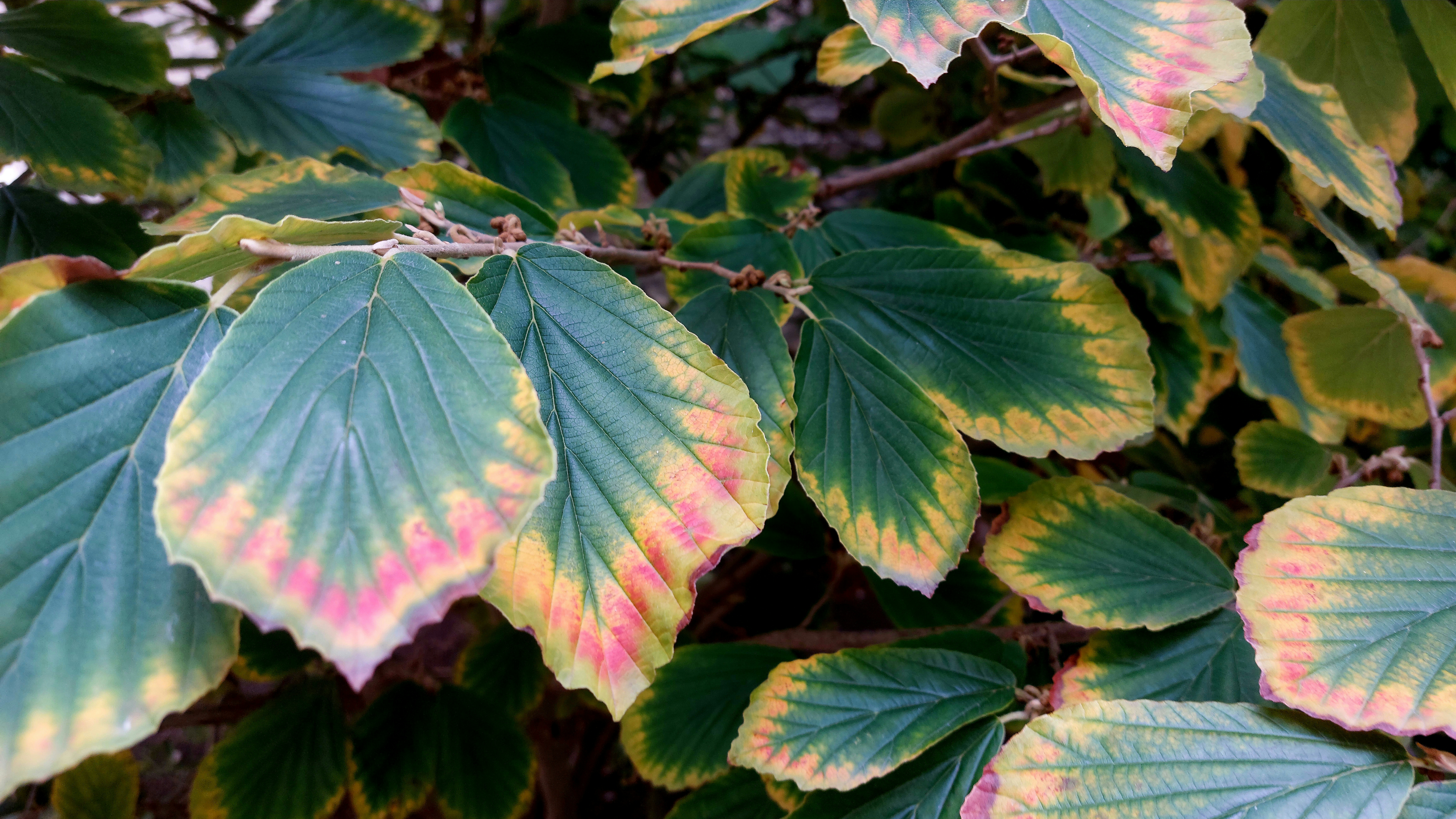 Nature's Palette: The Artistry of Leaf Coloration