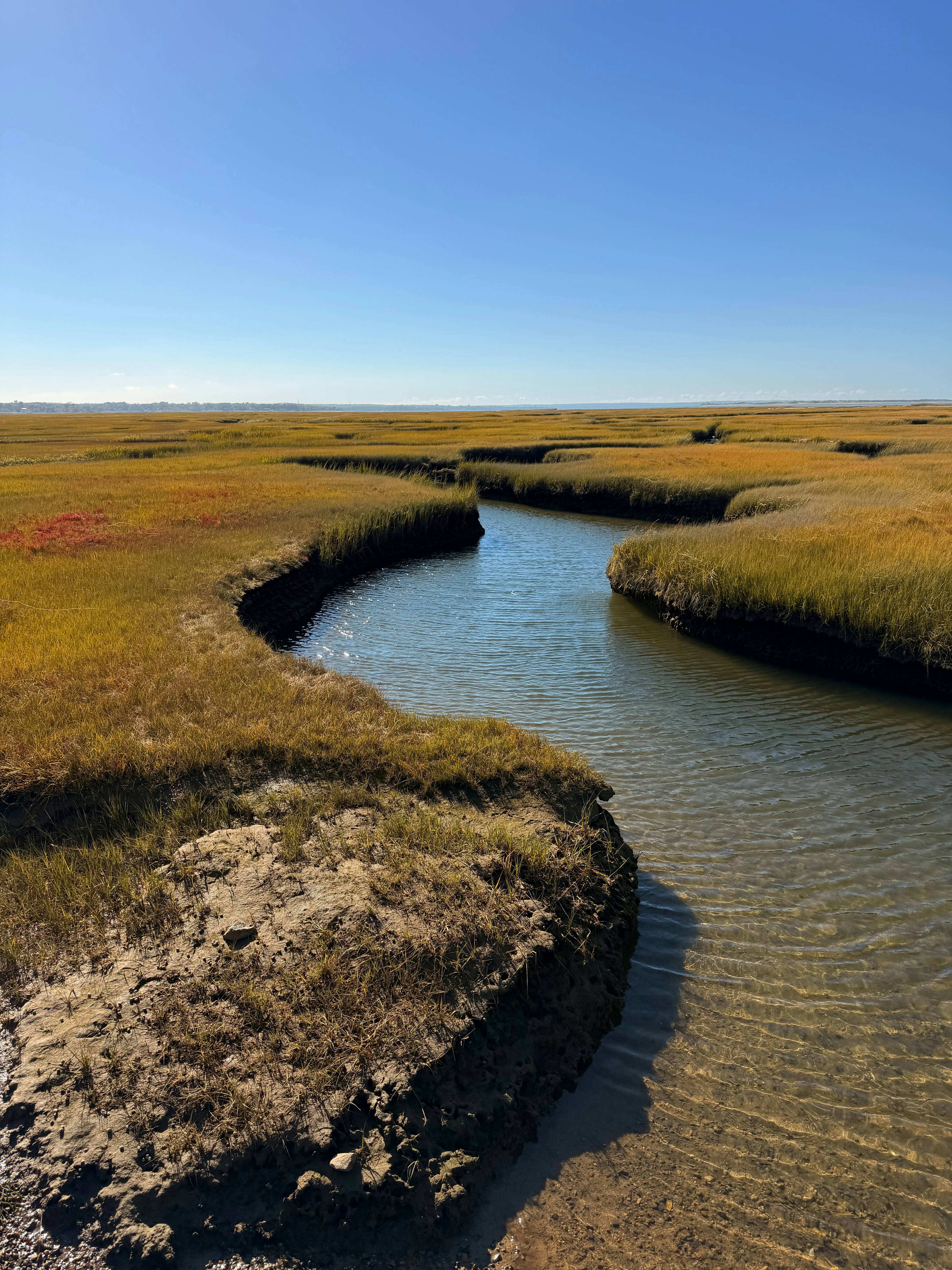 Meandering Waters Through Golden Marshlands