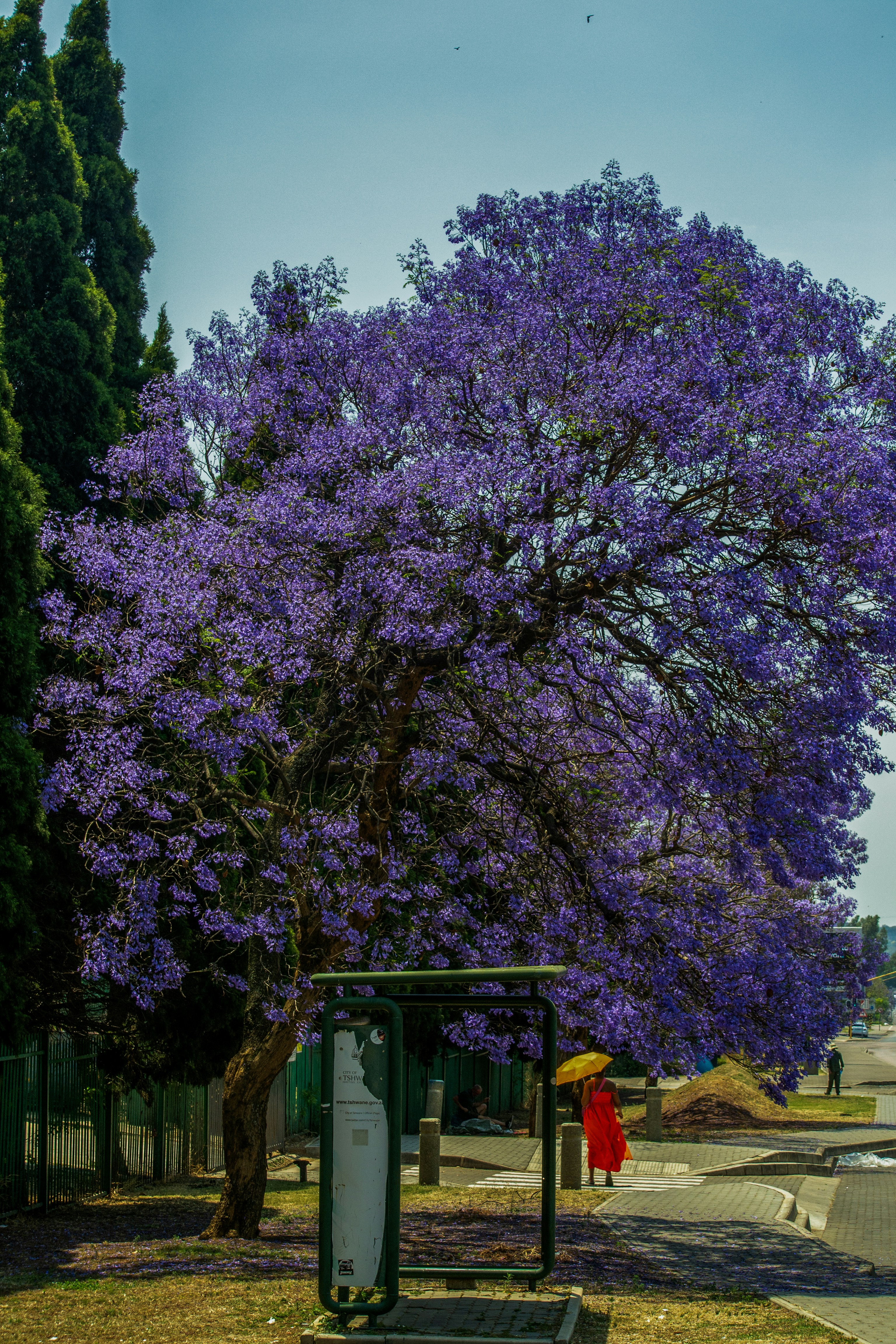 Blooming Serenity Under the Jacaranda Canopy