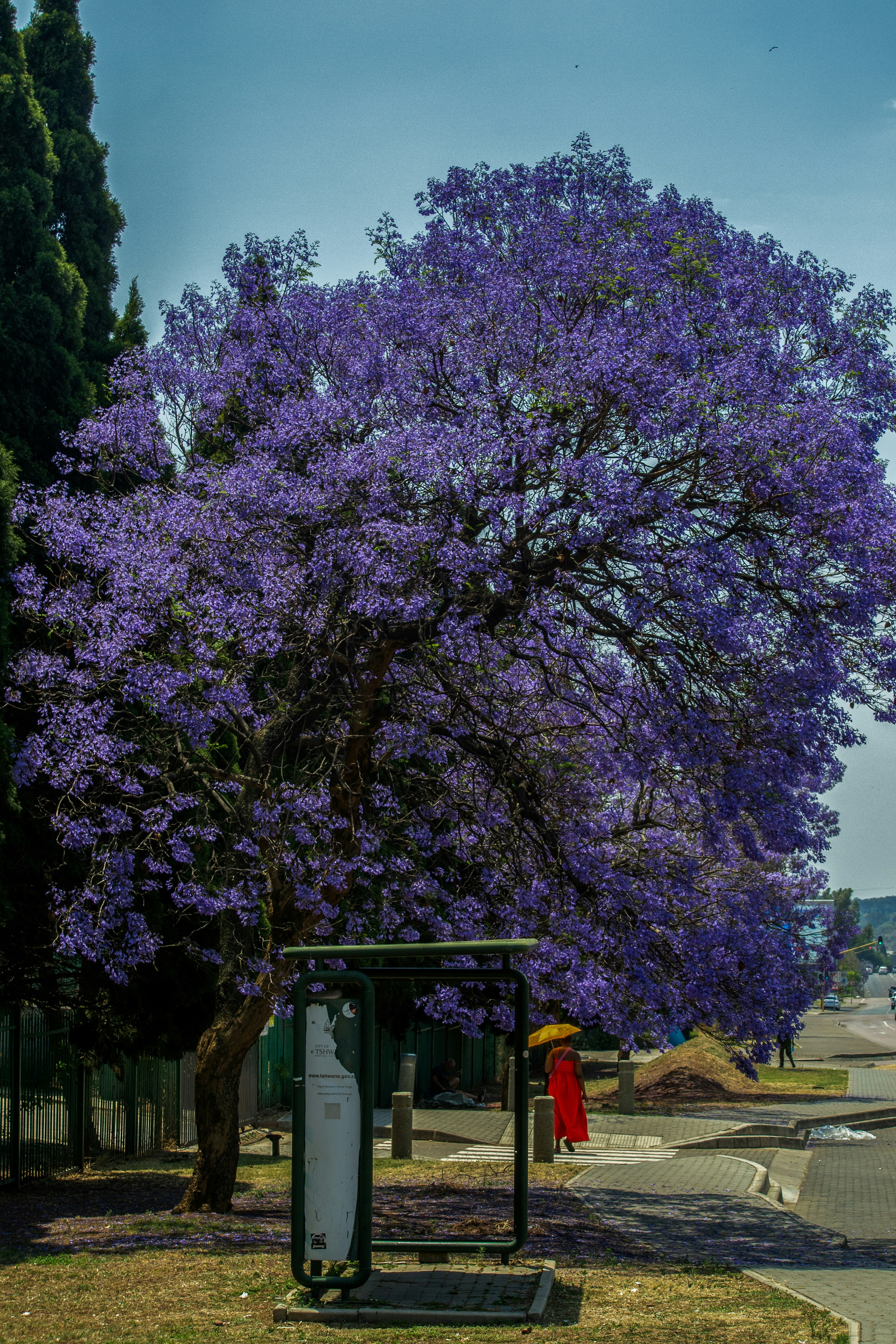 A Symphony of Purple Beneath the Sun