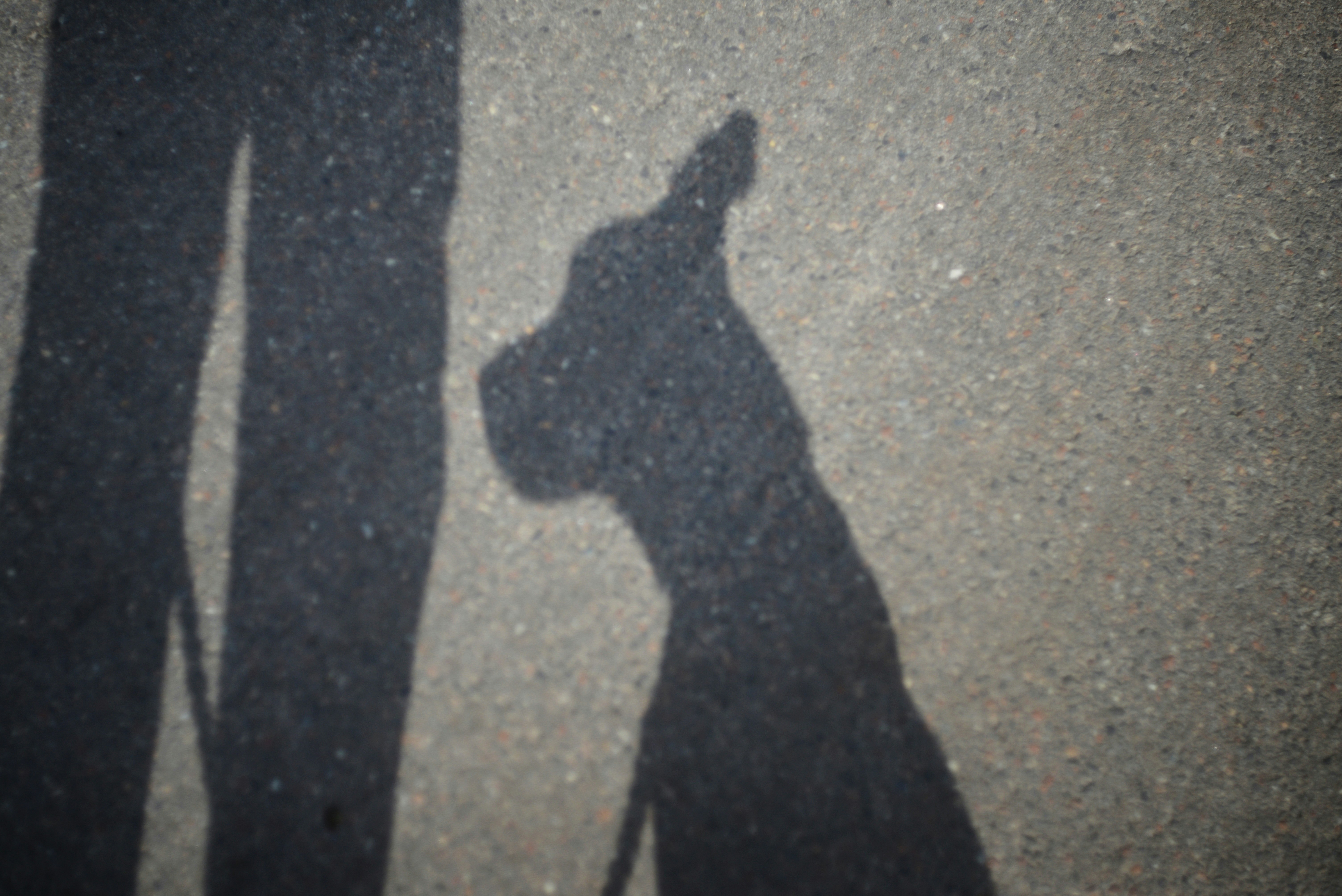 Shadows of a person and dog on pavement