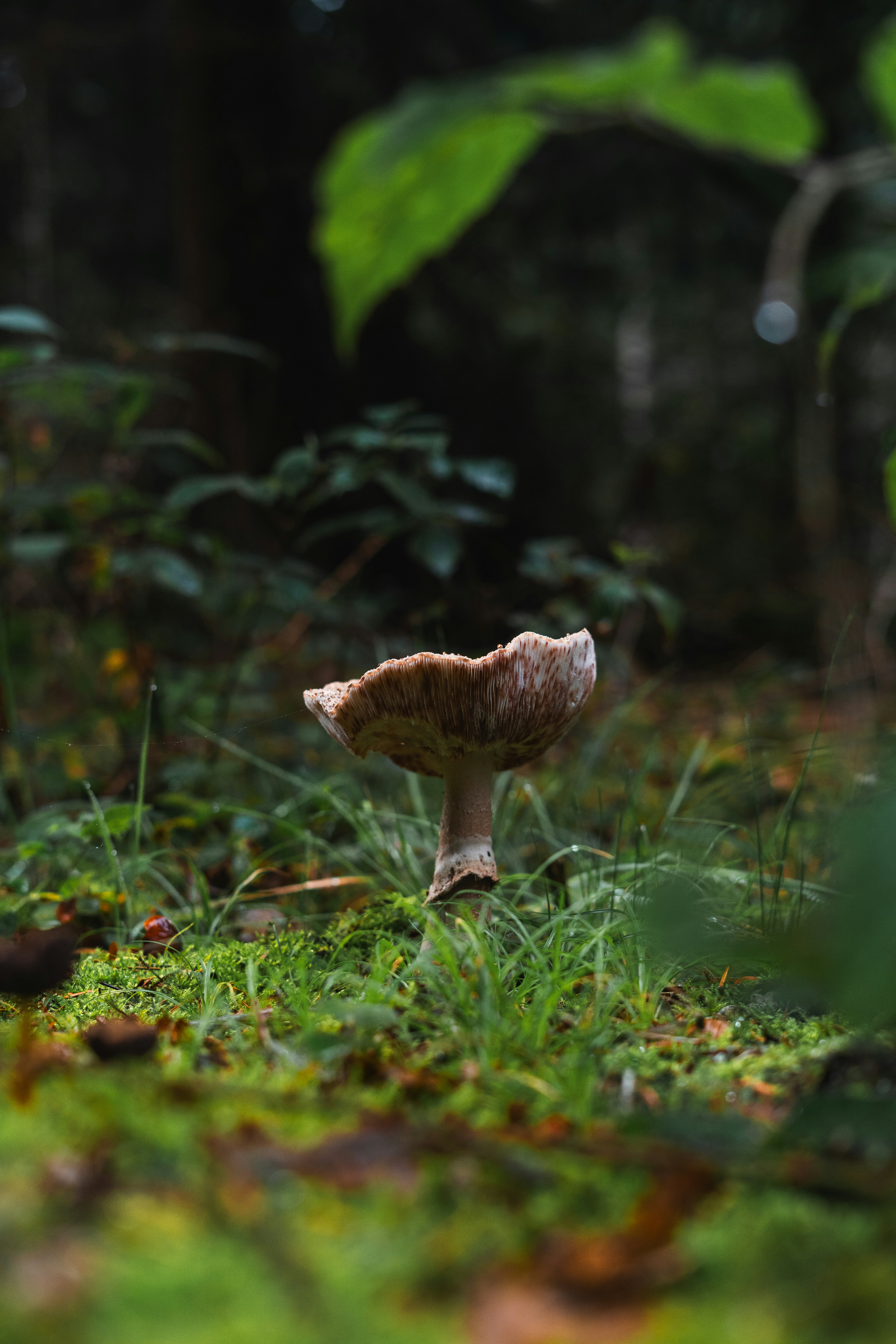 A single mushroom grows in a mossy forest floor.