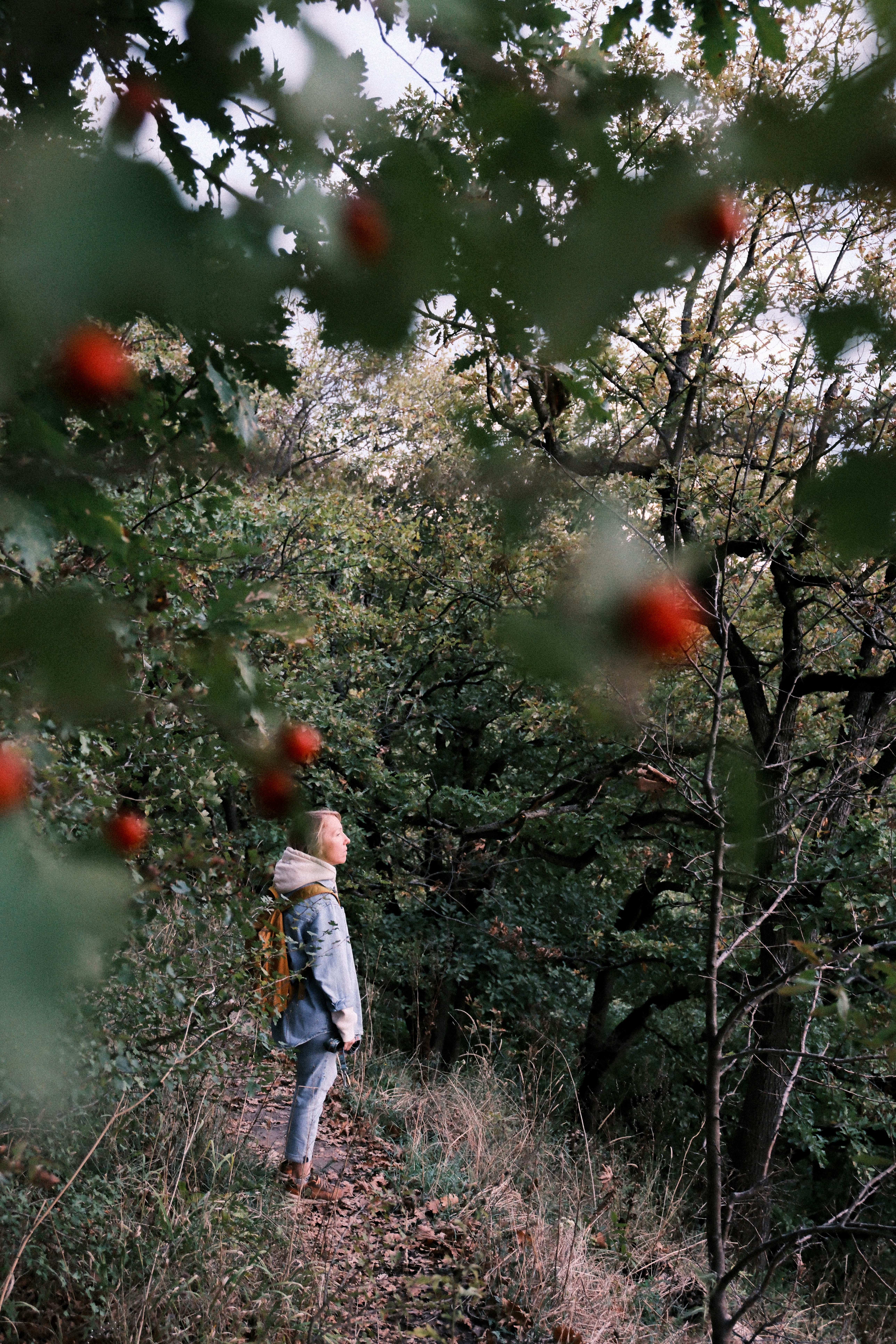 Lone Hiker Framed by Red Berries in a Dappled Forest