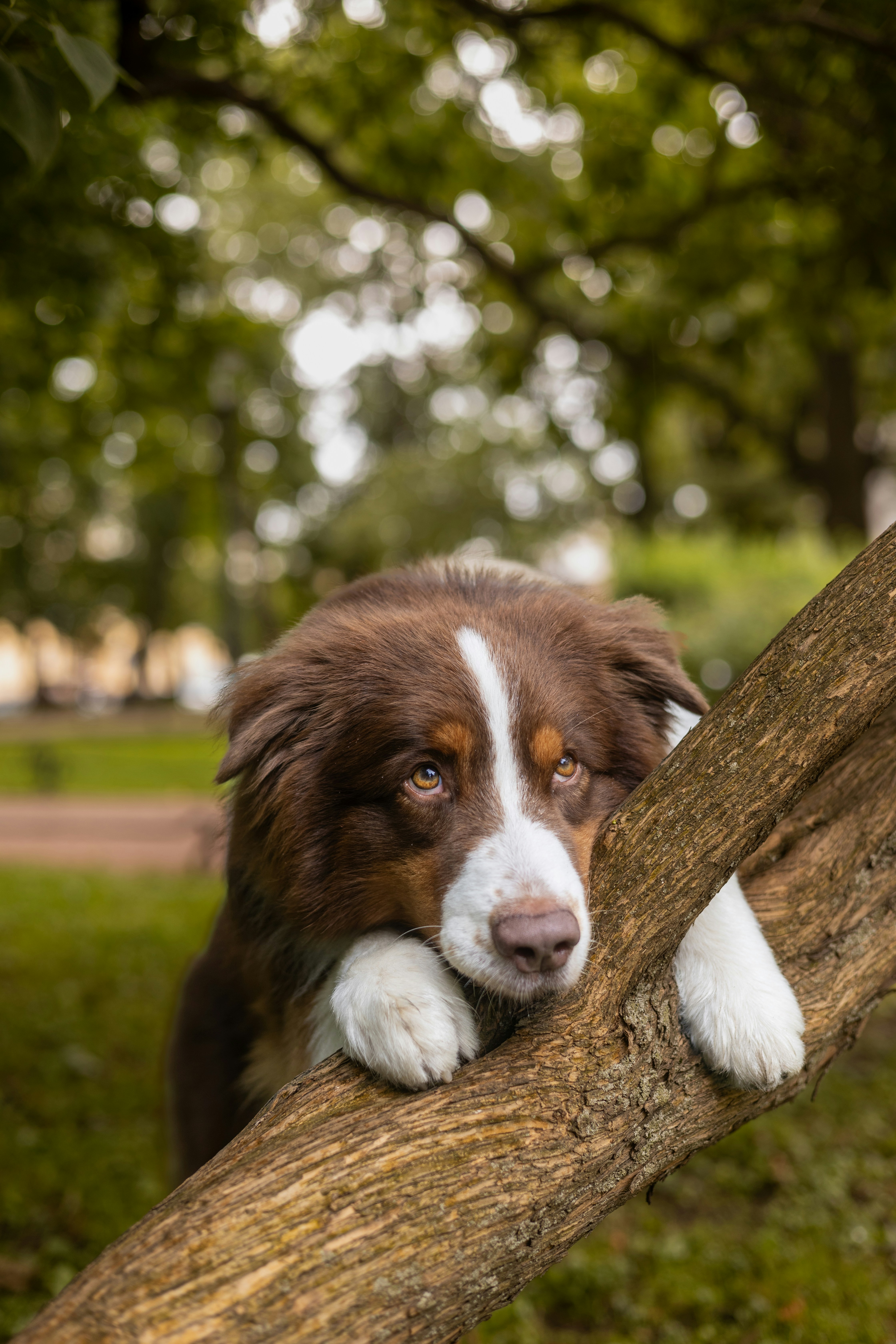 Whispers of the Forest: A Canine's Solitude