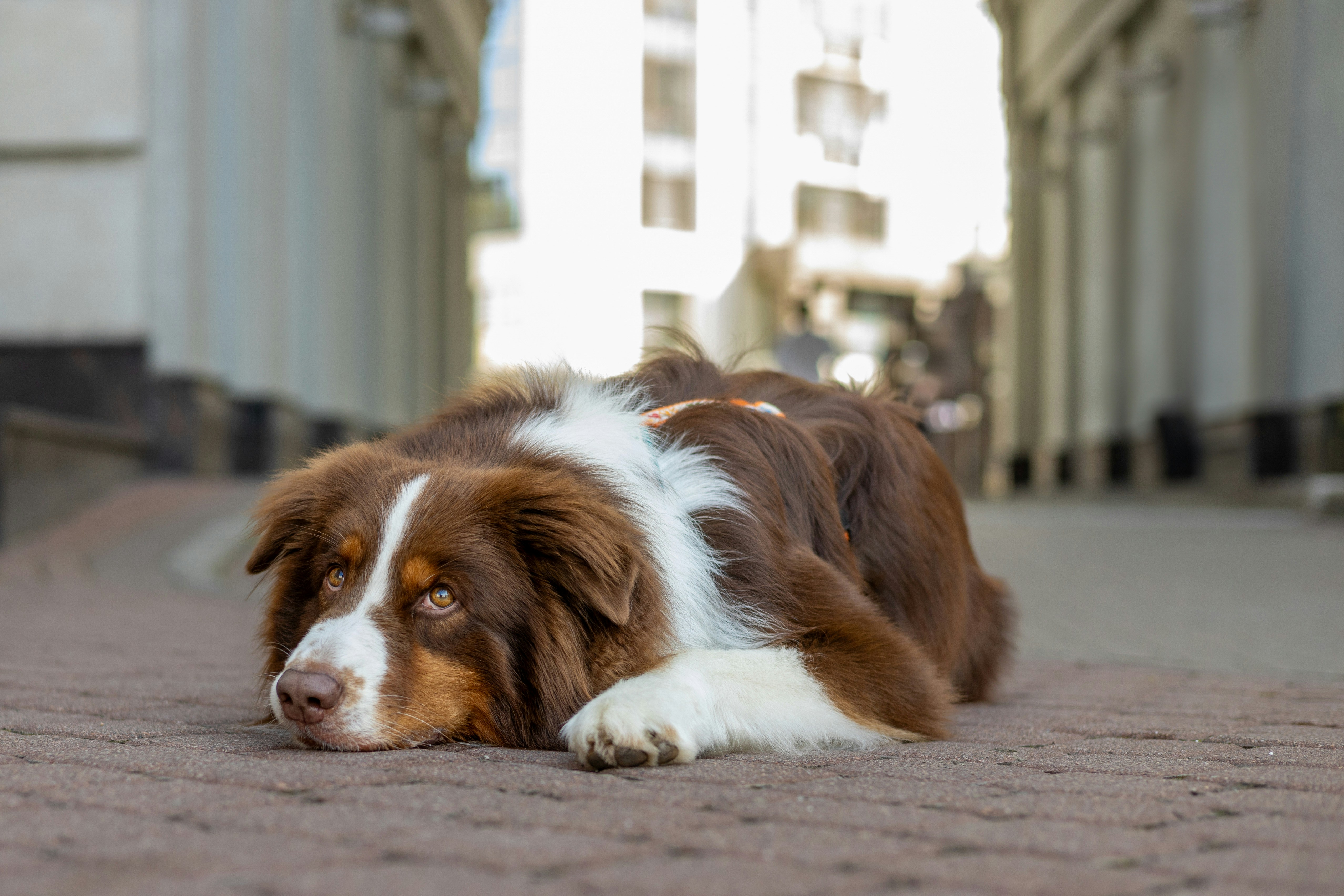 Australian Shepherd lying calmly on a city sidewalk. Relaxed dog portrait in an urban setting.