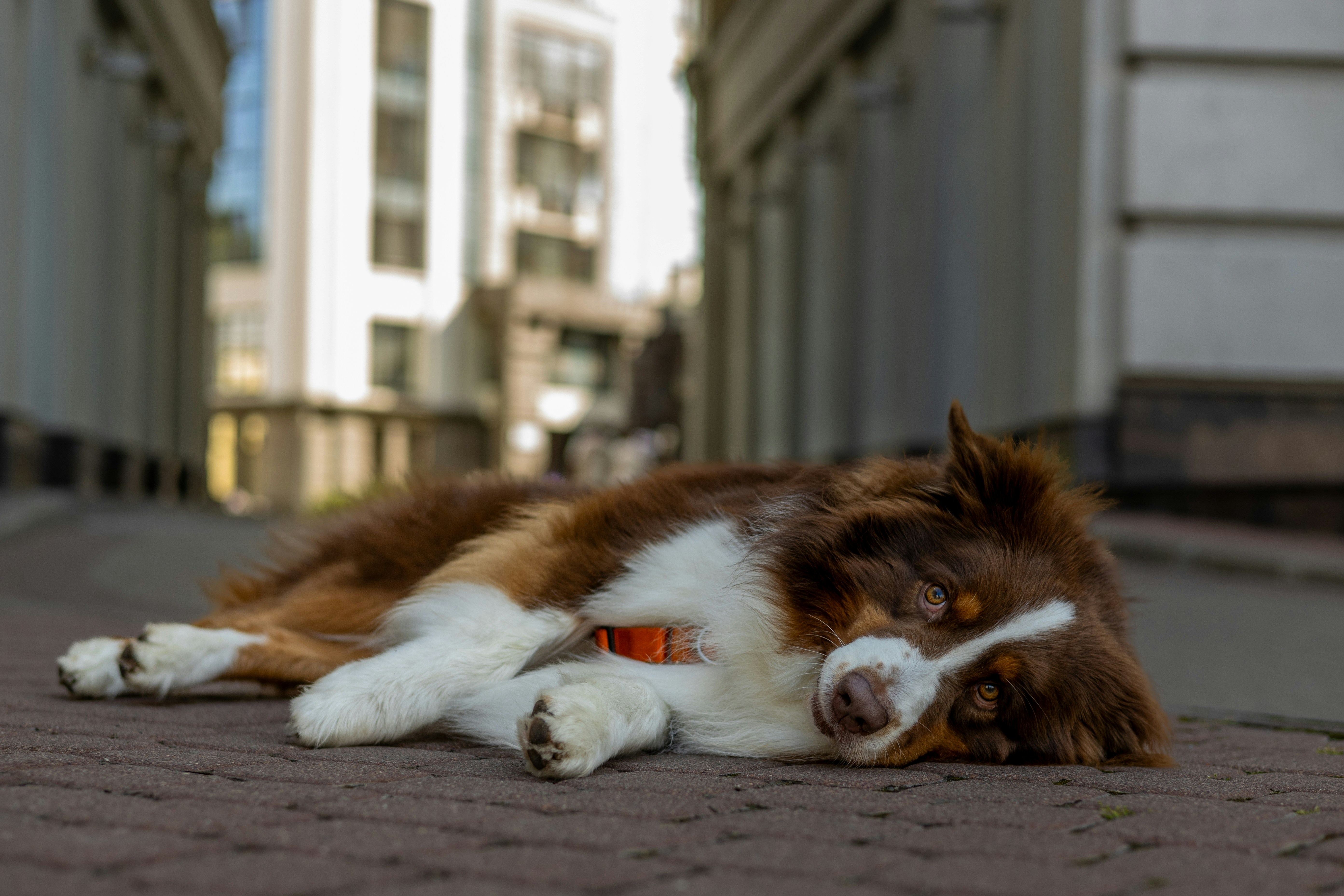 Urban Serenity: A Canine's Retreat